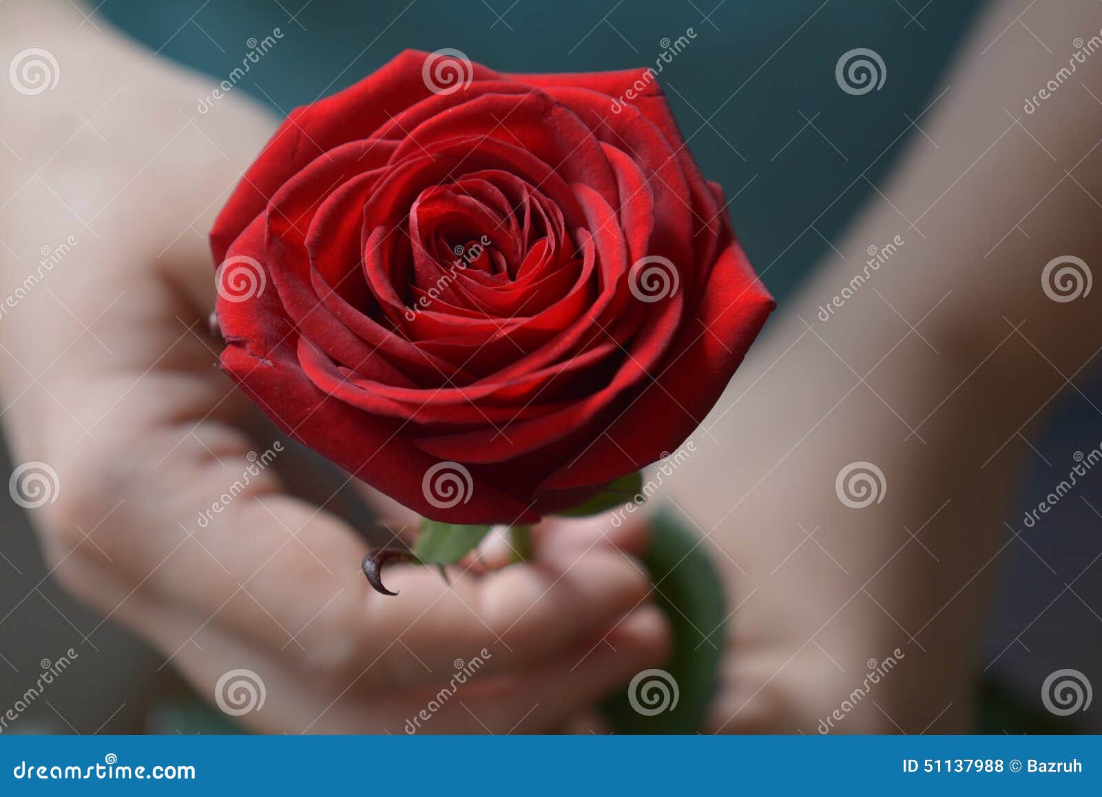 Red rose in woman hands stock photo. Image of gift, interesting - 51137988