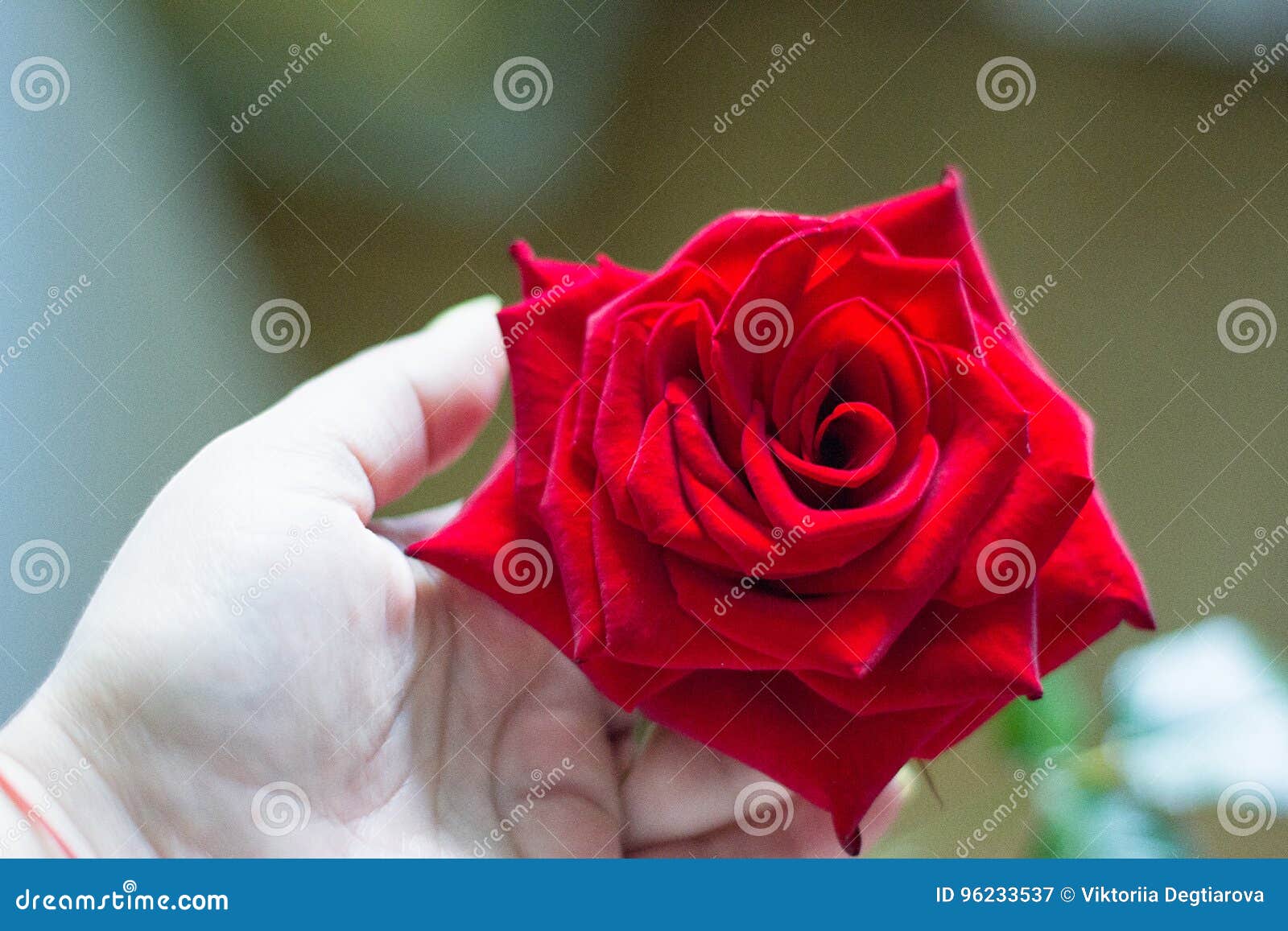 Red Rose with Woman`s Hands Stock Image - Image of people, flower: 96233537