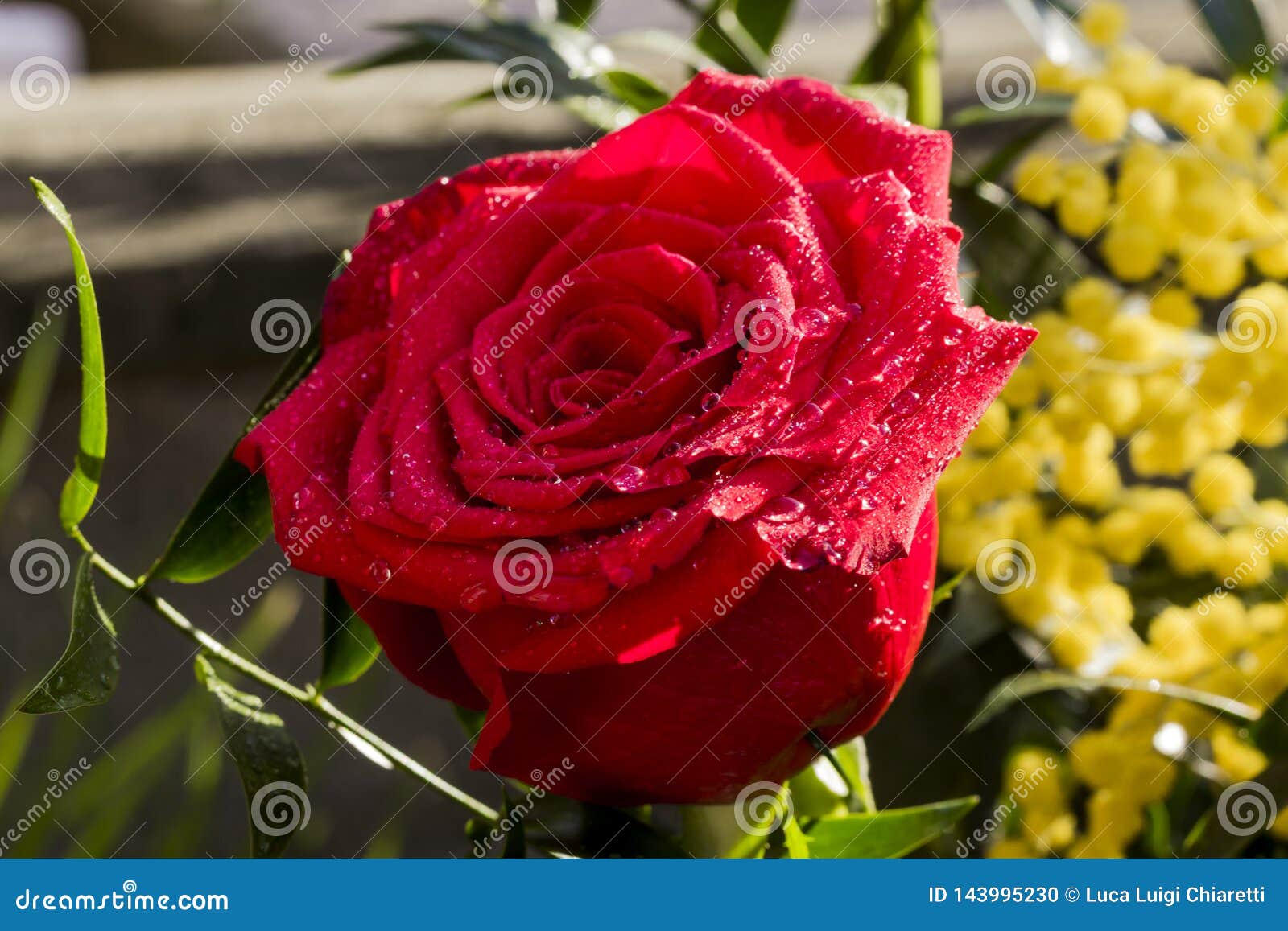 Red rose for women`s day stock photo. Image of bouquet - 143995230