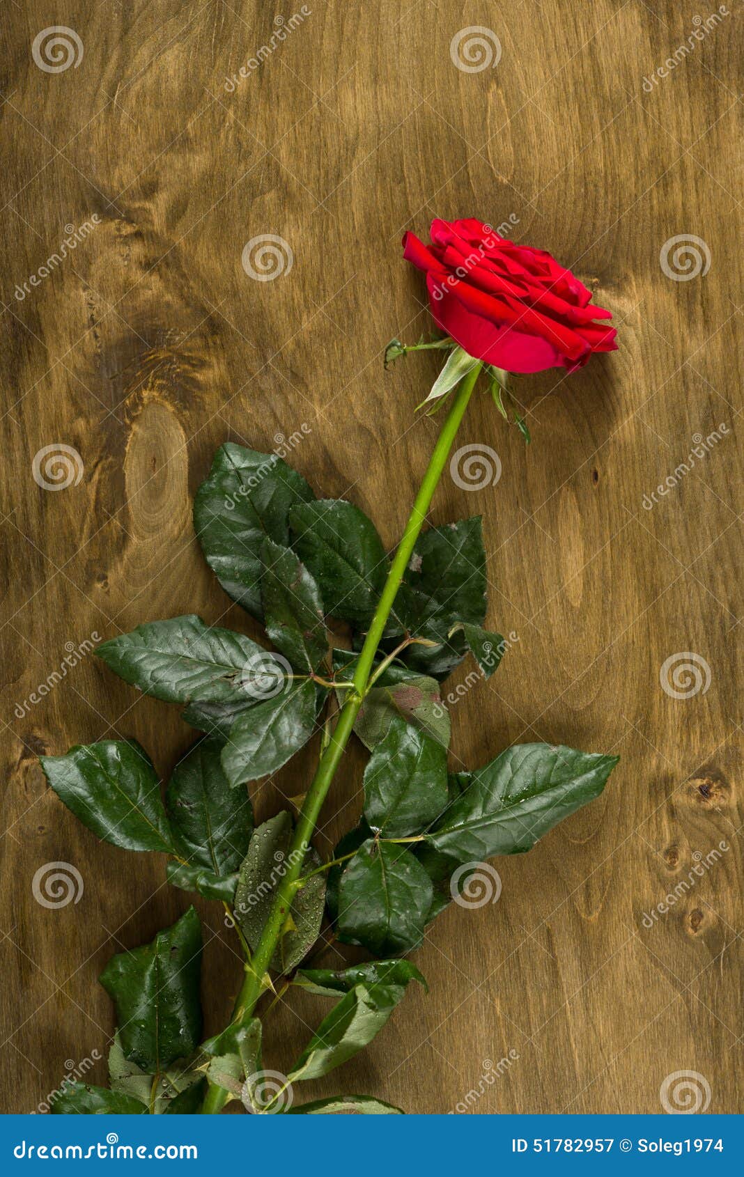 Red Rose on Wood Background Stock Image - Image of bright, good: 51782957