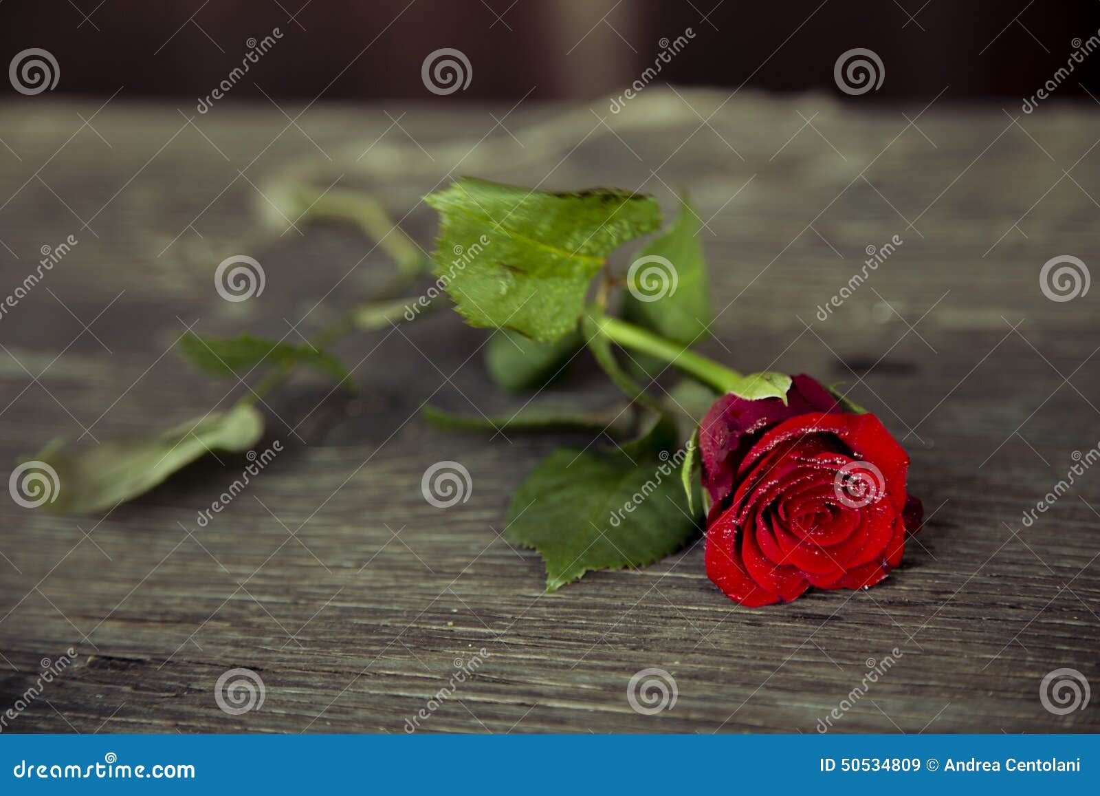 Red rose on wood stock image. Image of birthday, beauty - 50534809