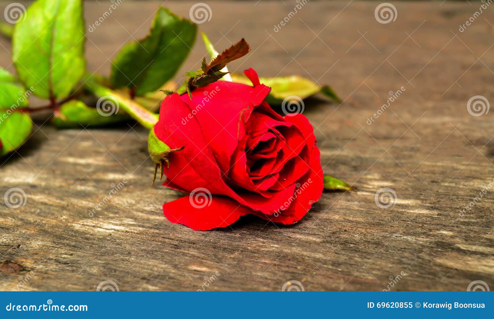 Red rose on wooden board stock image. Image of background - 69620855