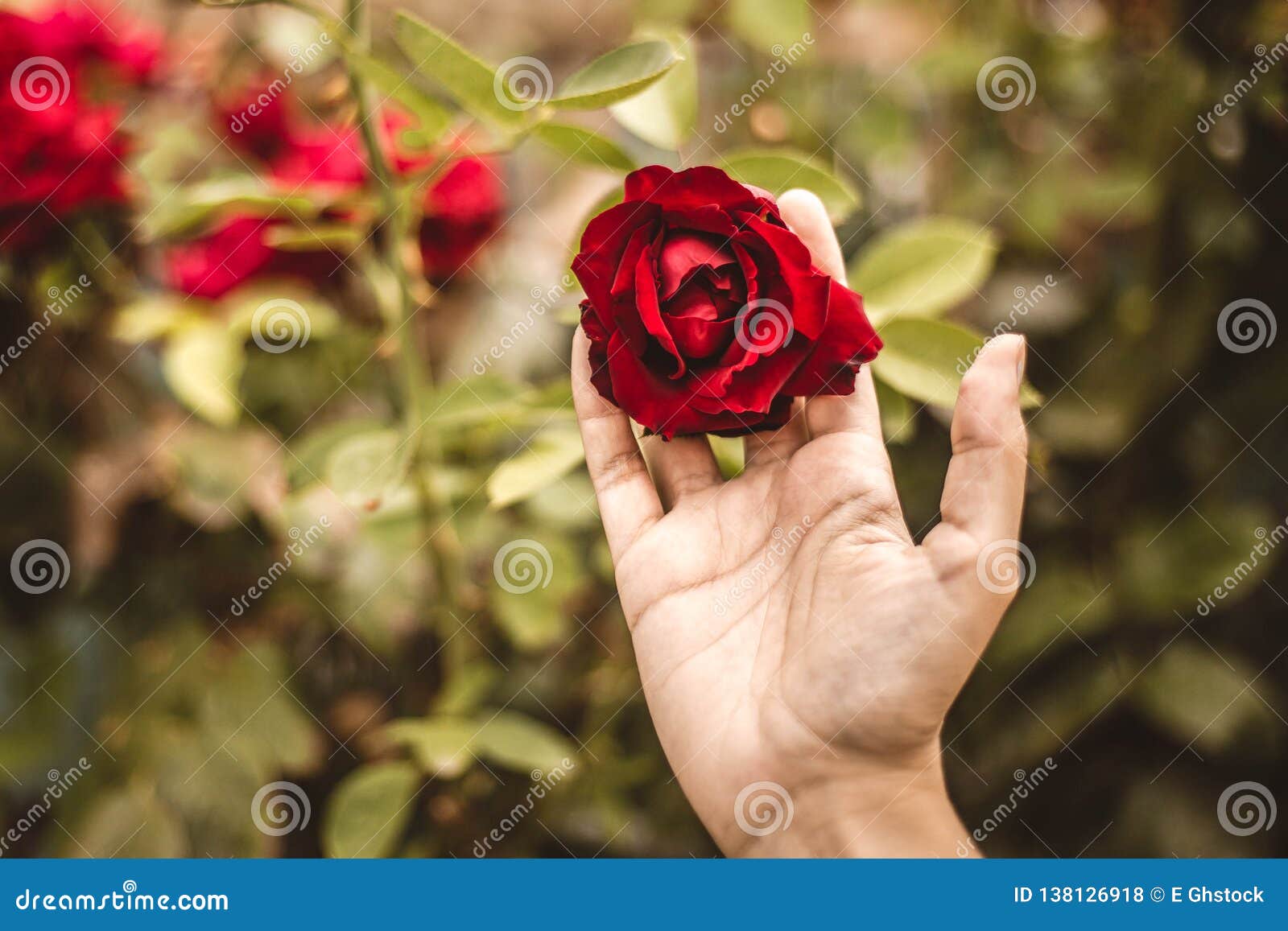 Rose in the Yard with One Hand Stock Photo - Image of relations, flirt ...