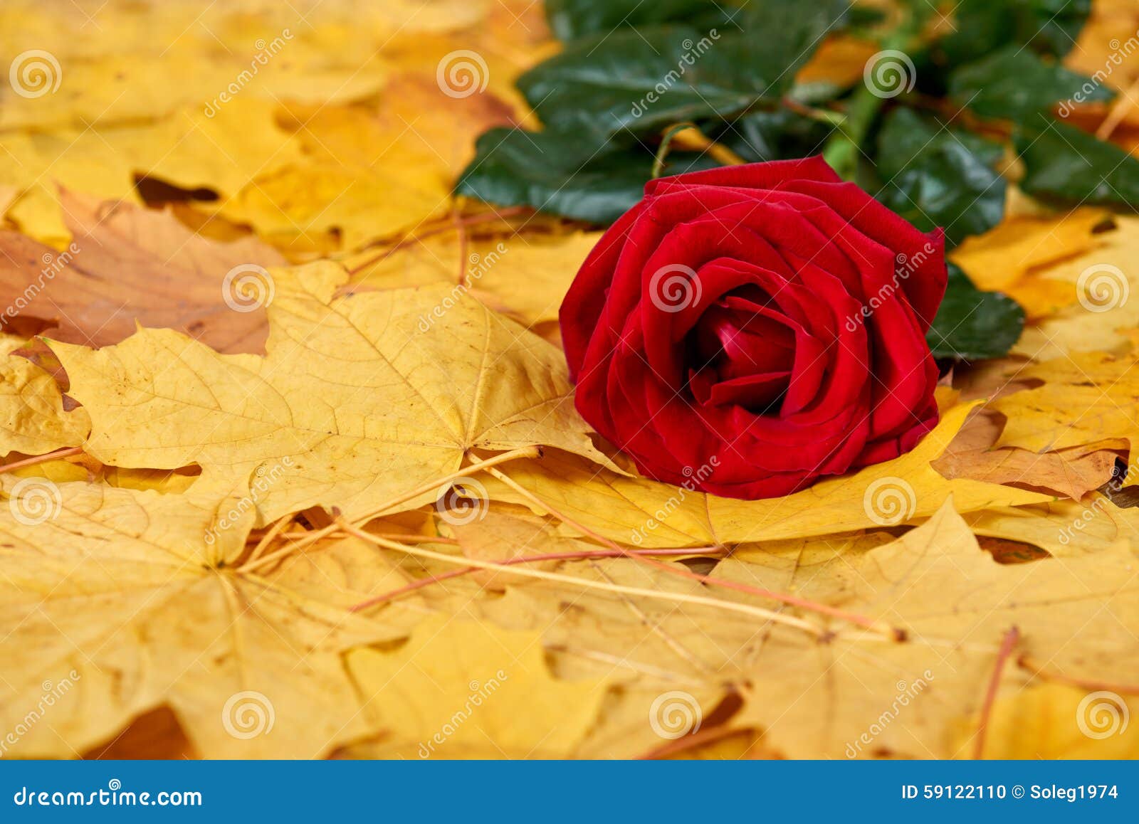 Red Rose on Yellow Autumn Leaves Background Stock Photo - Image of ...