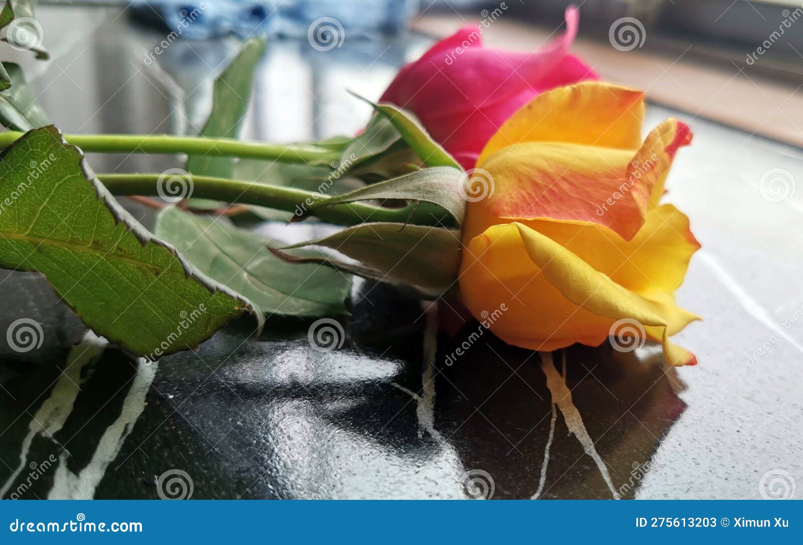 A Red Rose and a Yellow Rose Very Beautiful Stock Image - Image of ...