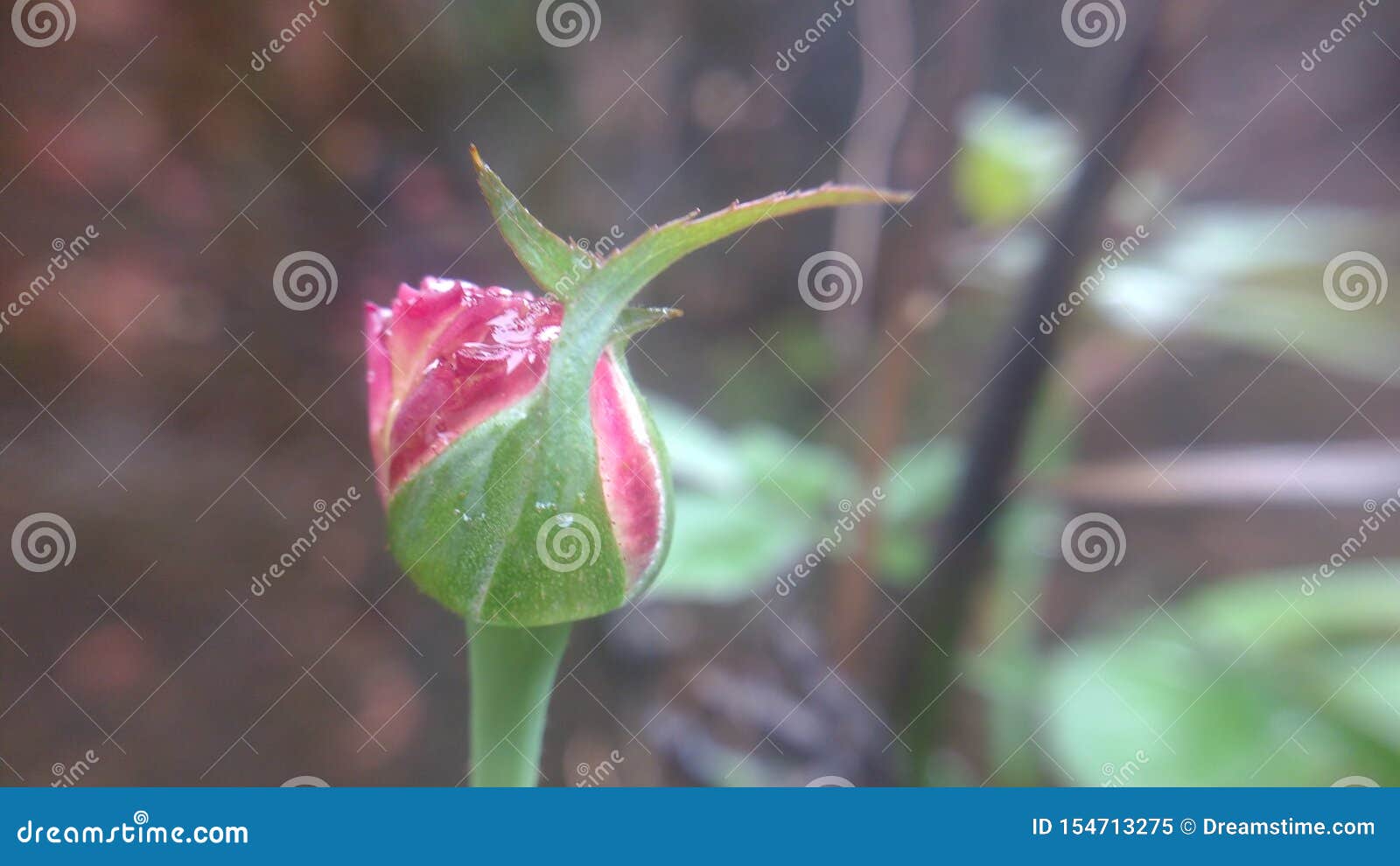 The Red Rosebud stock image. Image of flowers, yellow - 154713275