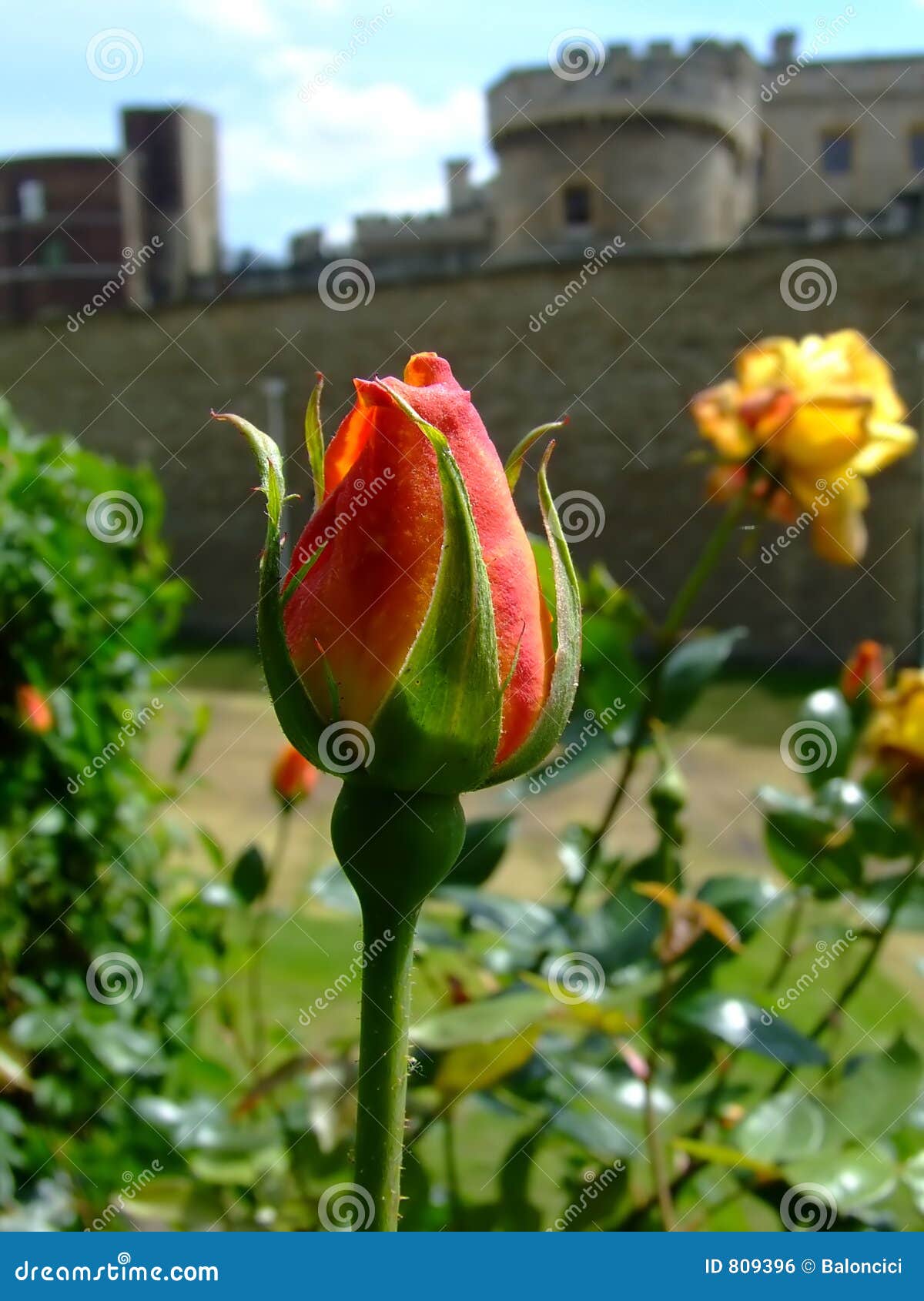 Red rosebud stock photo. Image of fresh, flower, leafs - 809396