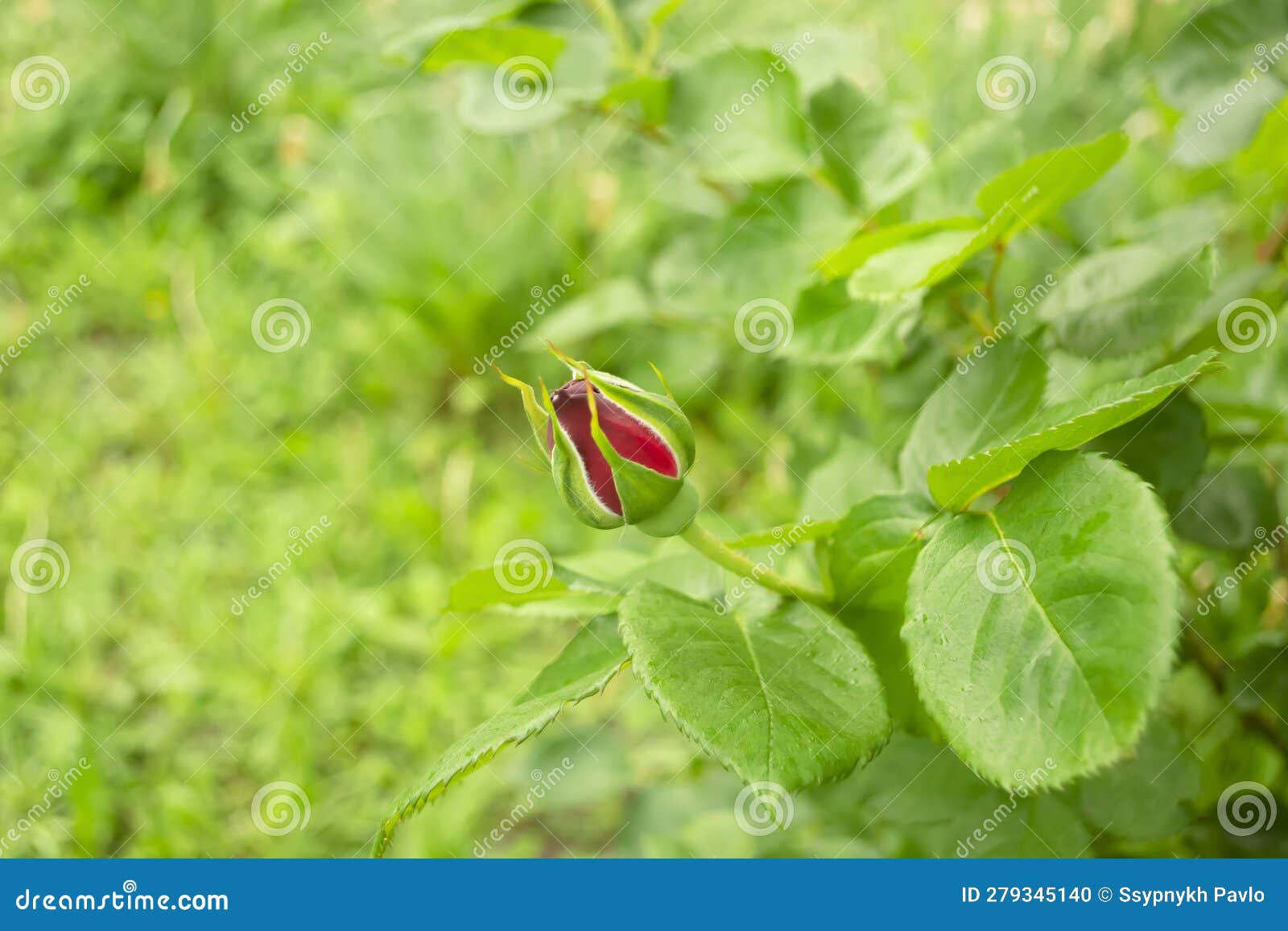 Red Rosebud. Against the Background of Greenery, a Bud of a Red Rose ...