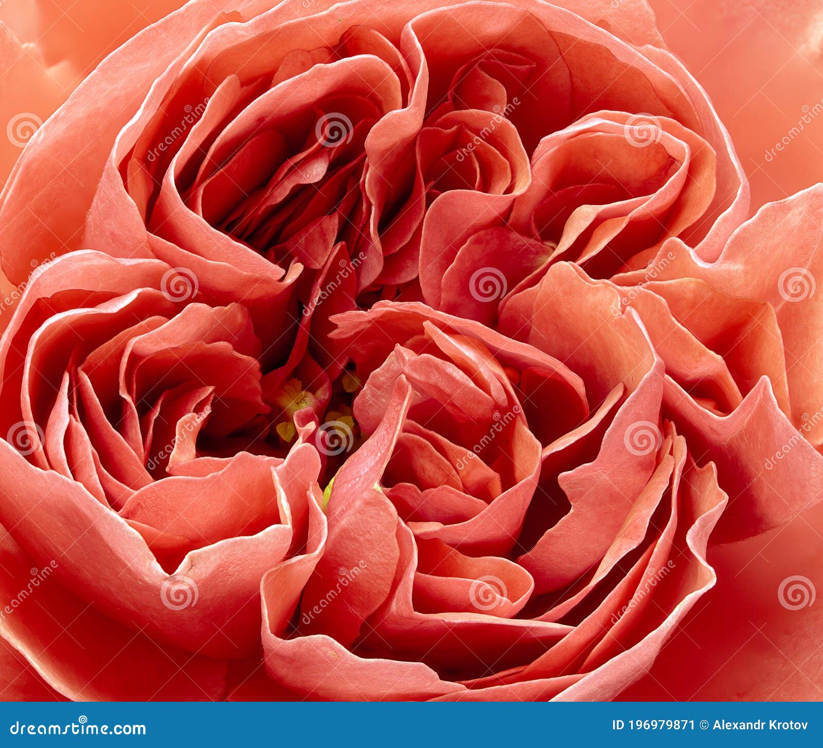 Red Rosebud Close-up. Artistic Soft Background Stock Image - Image of ...