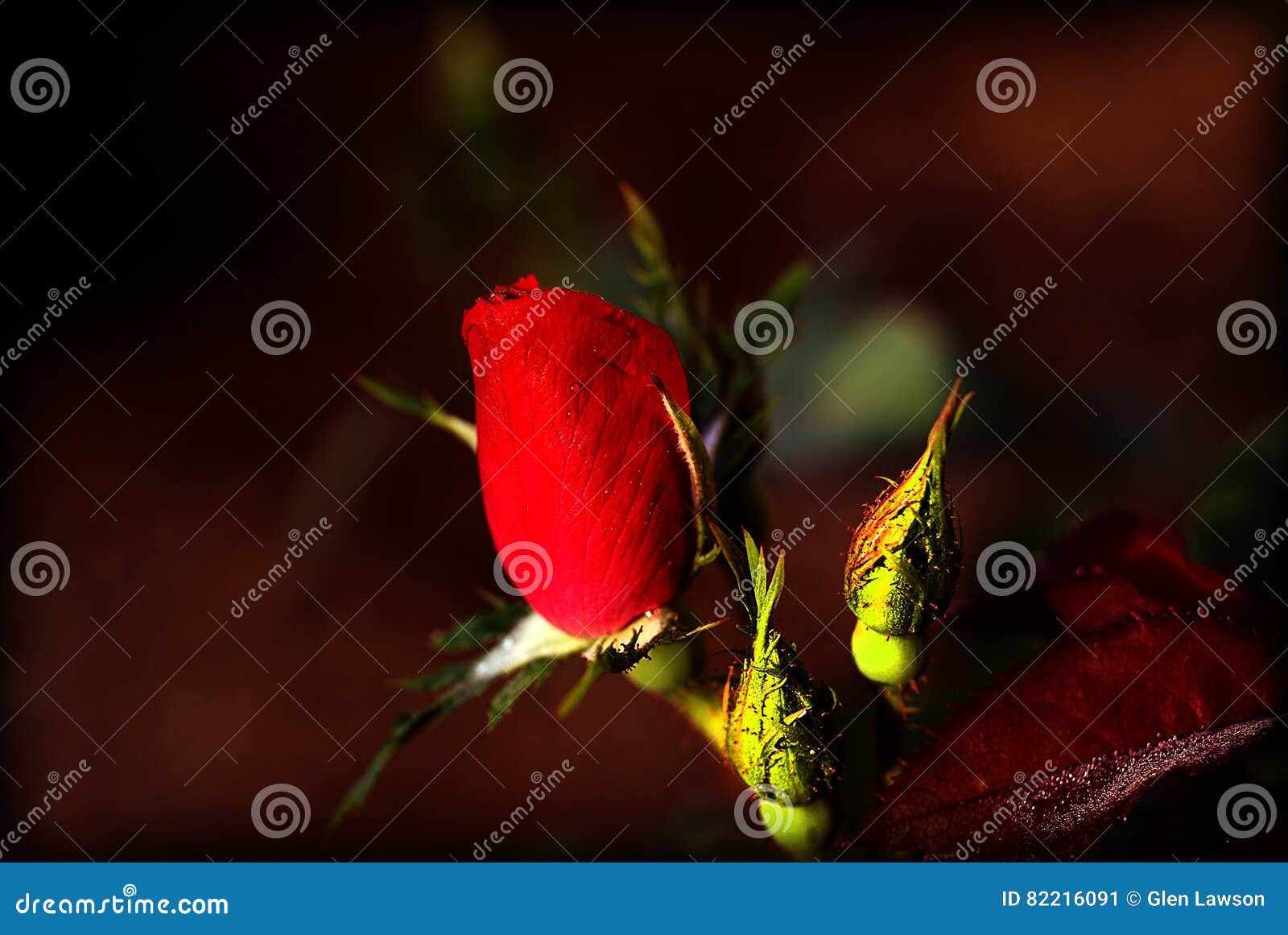 Red rosebud stock image. Image of background, long, gorgeous - 82216091
