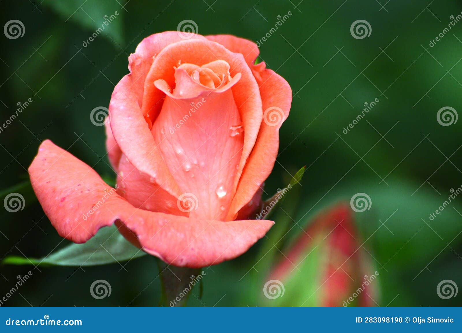 Red rosebud with raindrops stock photo. Image of yellow - 283098190
