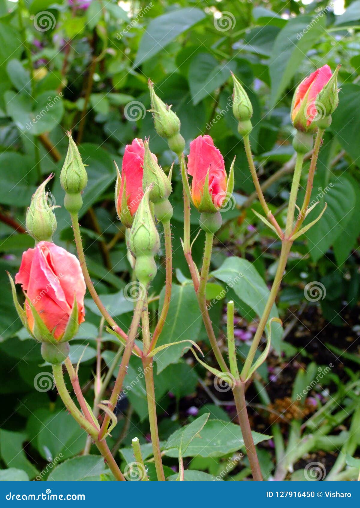 Red rosebuds stock photo. Image of buds, rosebud, flora - 127916450