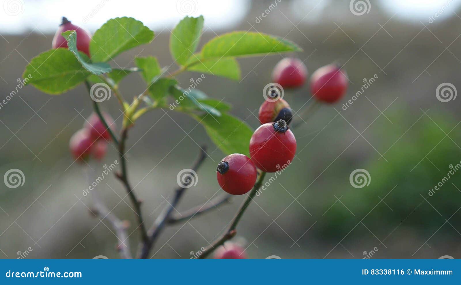 Red Rosehip Berries on a Bush Tree Branch Nature Stock Photo - Image of ...