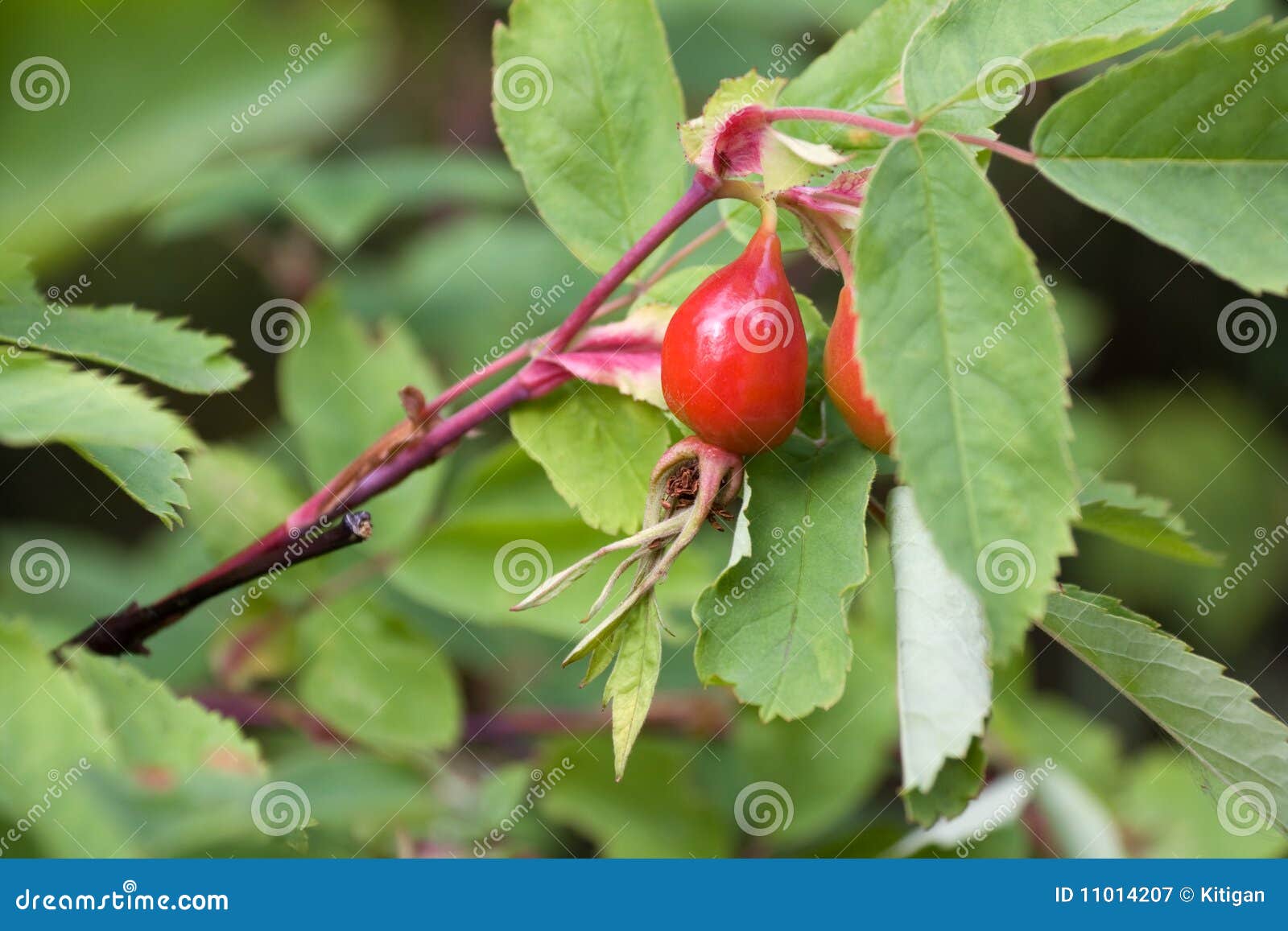 Red Rosehips stock image. Image of leaves, medical, environment - 11014207