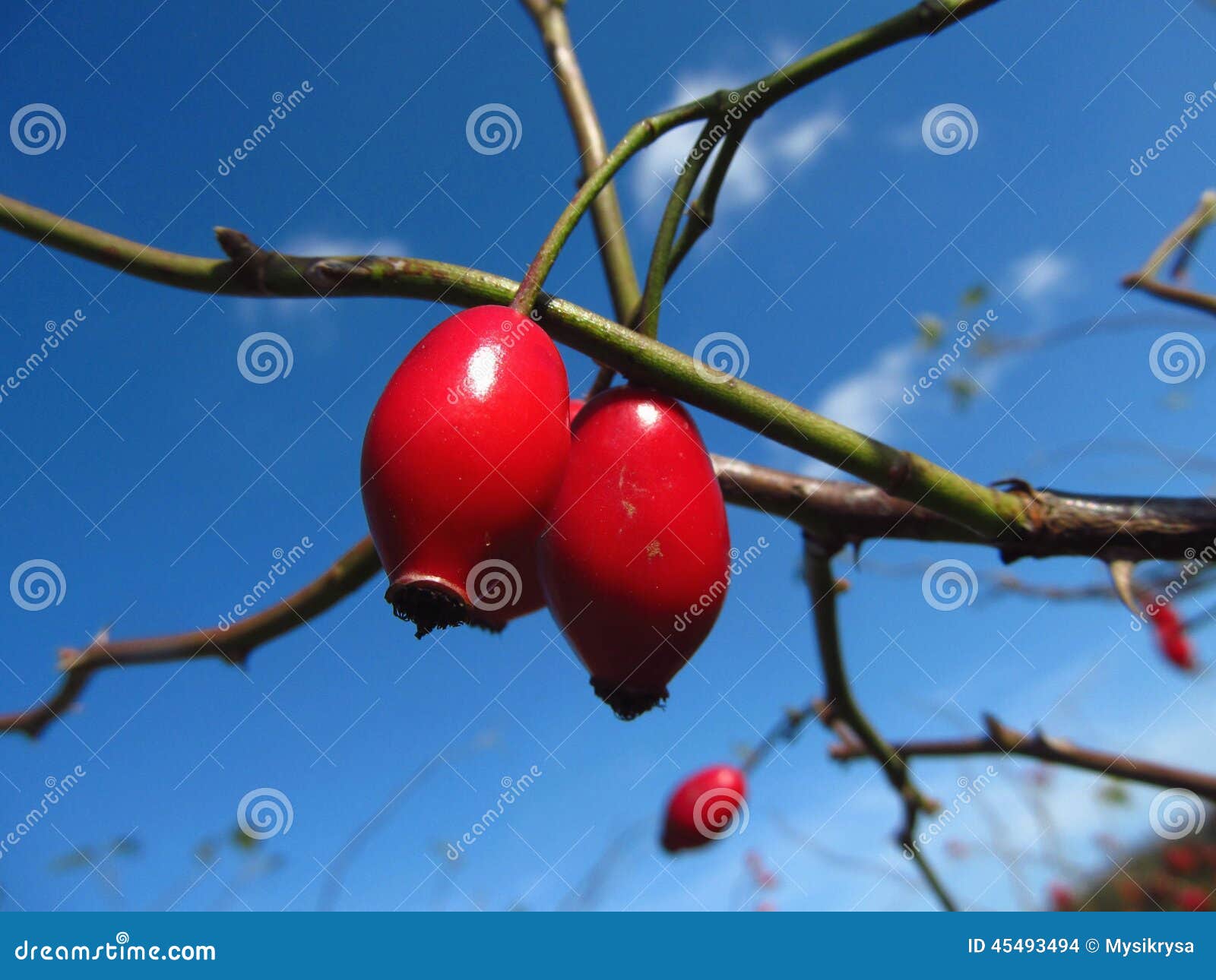 Red rosehips and blue sky stock photo. Image of pretty - 45493494