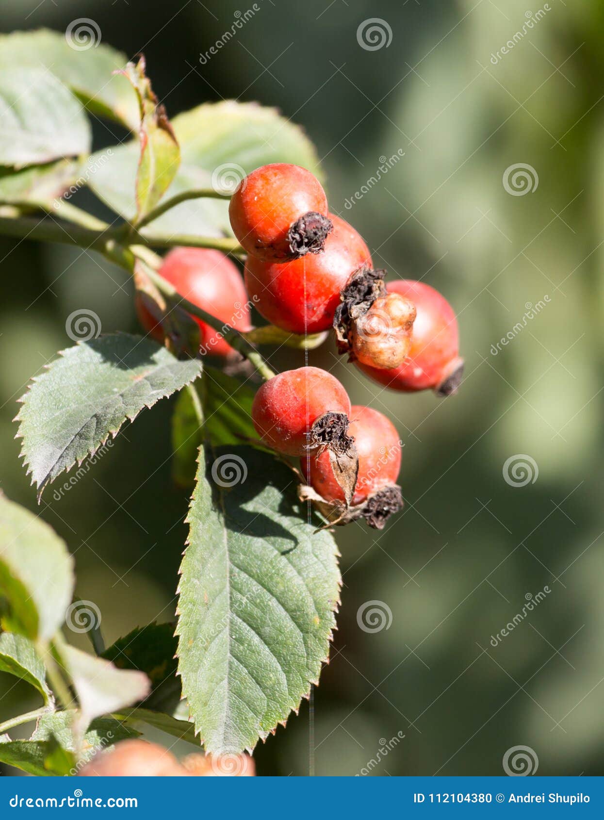 Red rosehips in nature stock photo. Image of fruit, herbal - 112104380