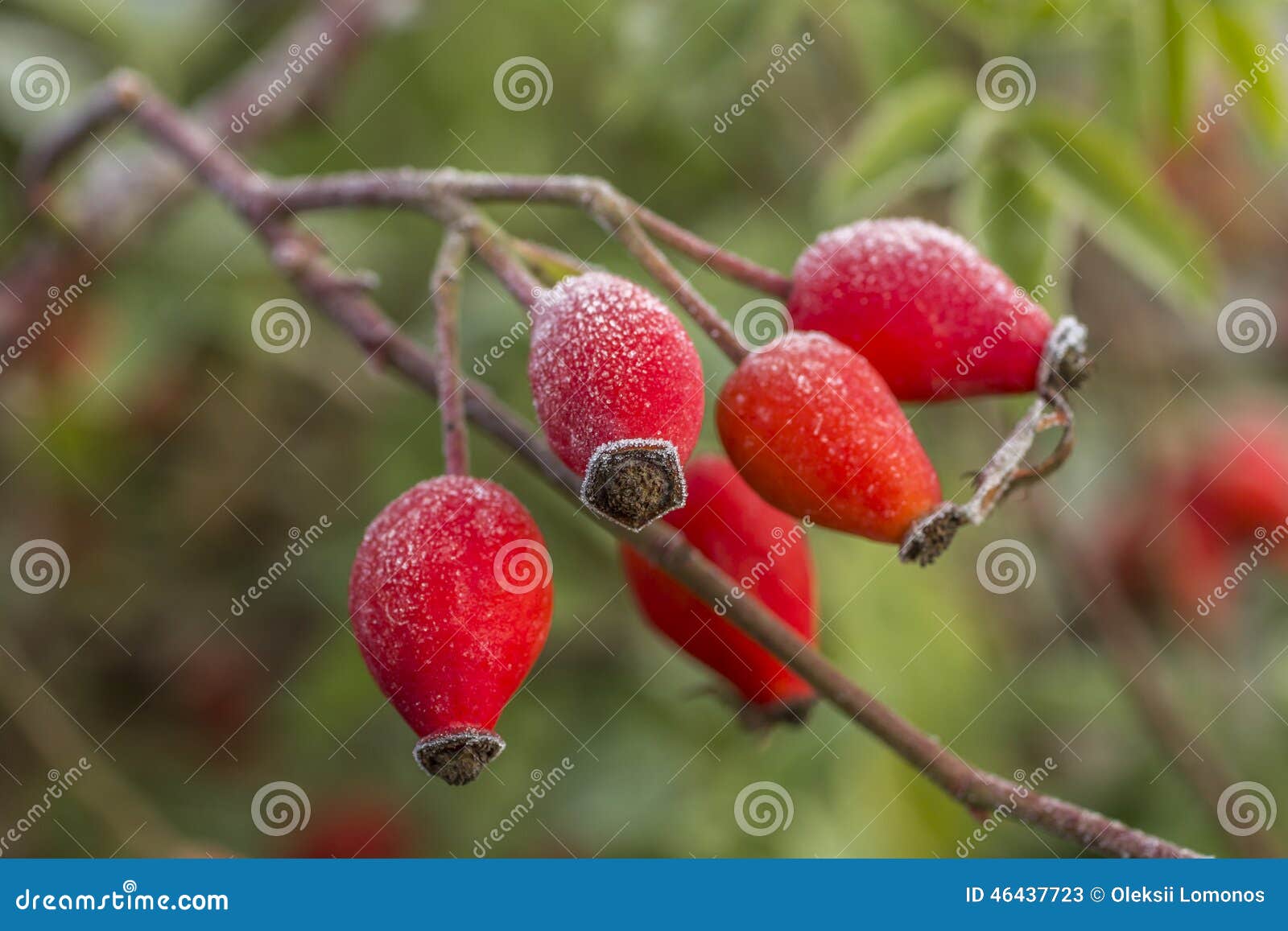 Red rosehips in the snow stock image. Image of unusually - 46437723
