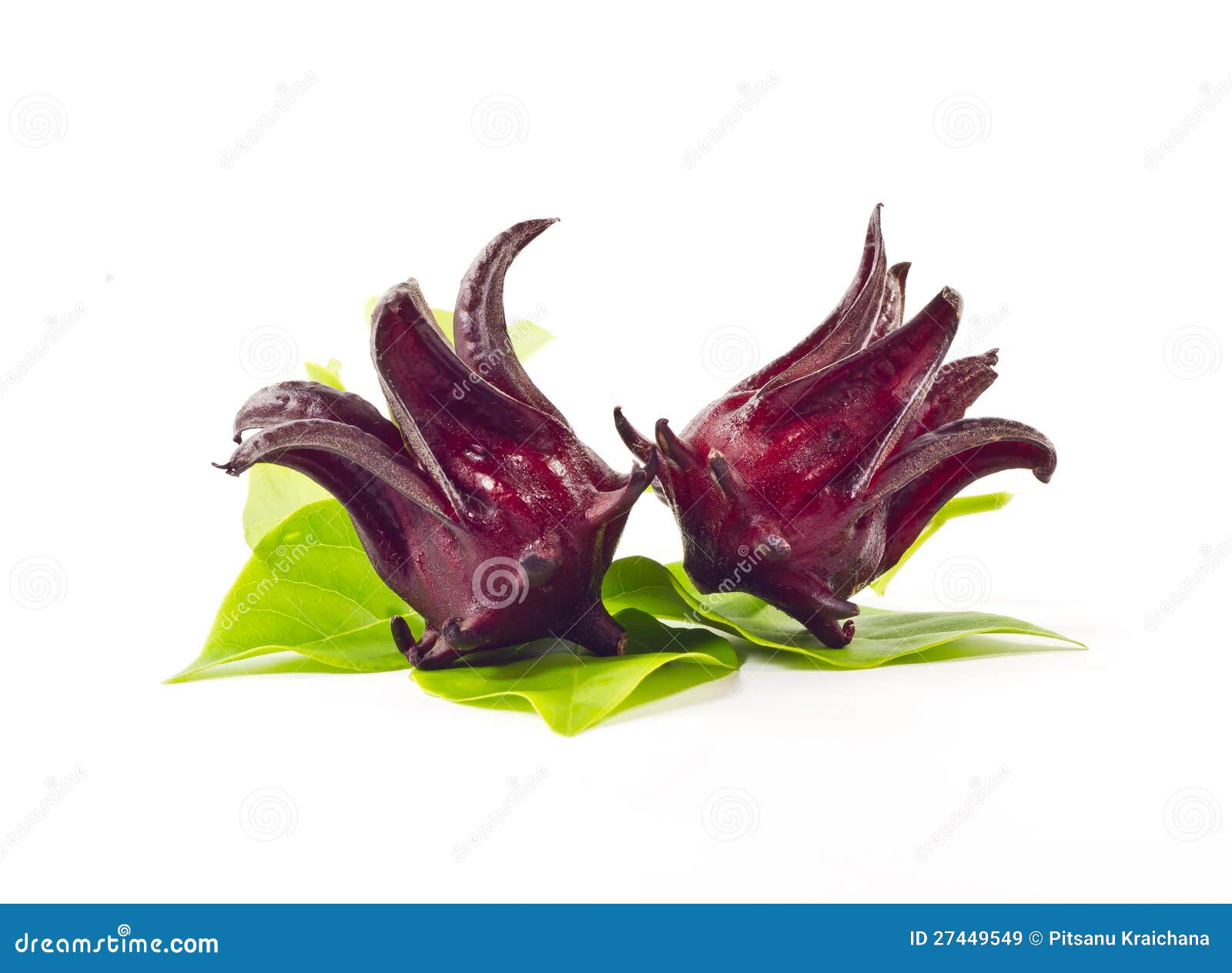 Rosella Flower Plant In Full Bloom, Looks Very Beautiful (from The ...