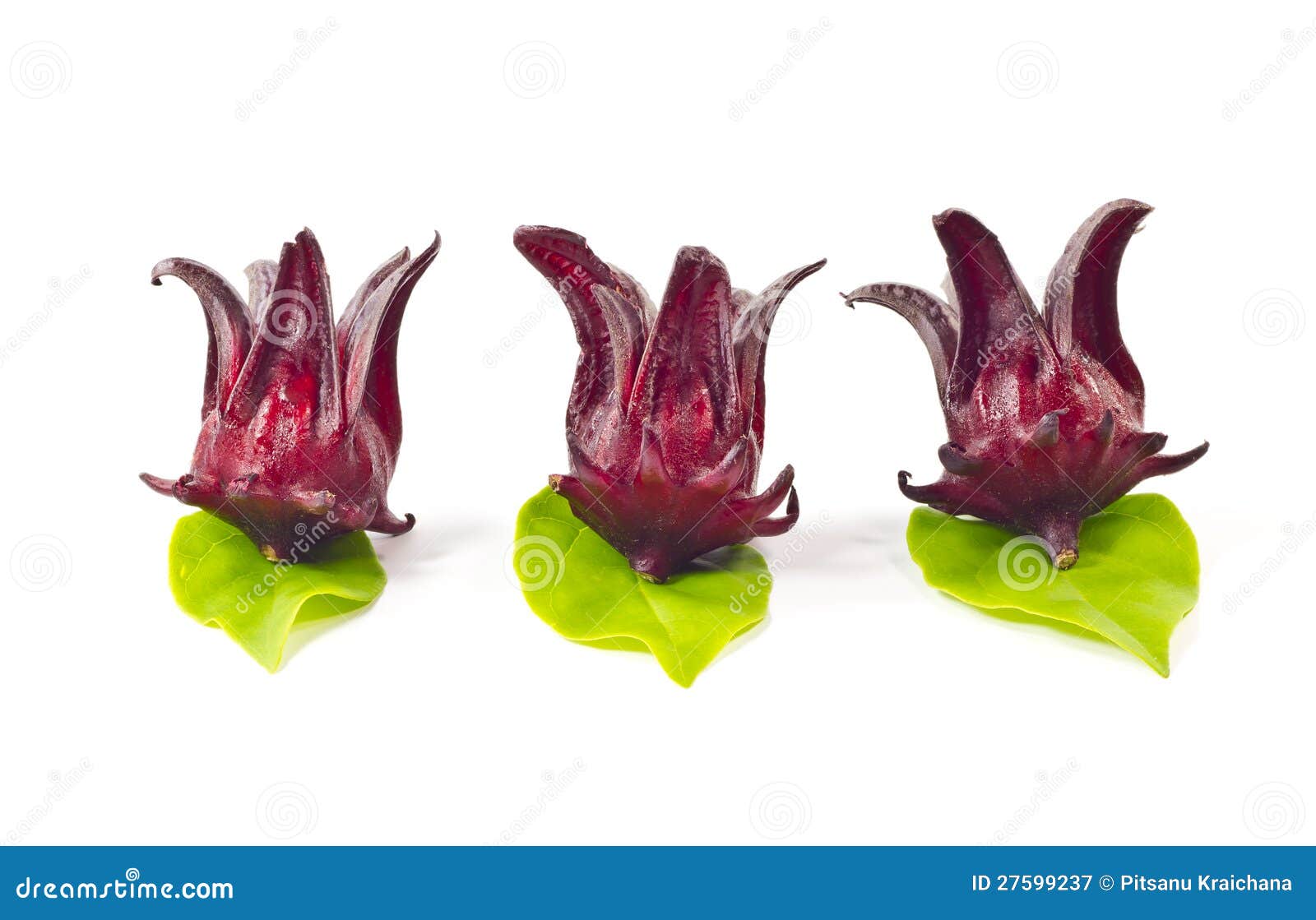 Rosella Flower Plant In Full Bloom, Looks Very Beautiful (from The ...