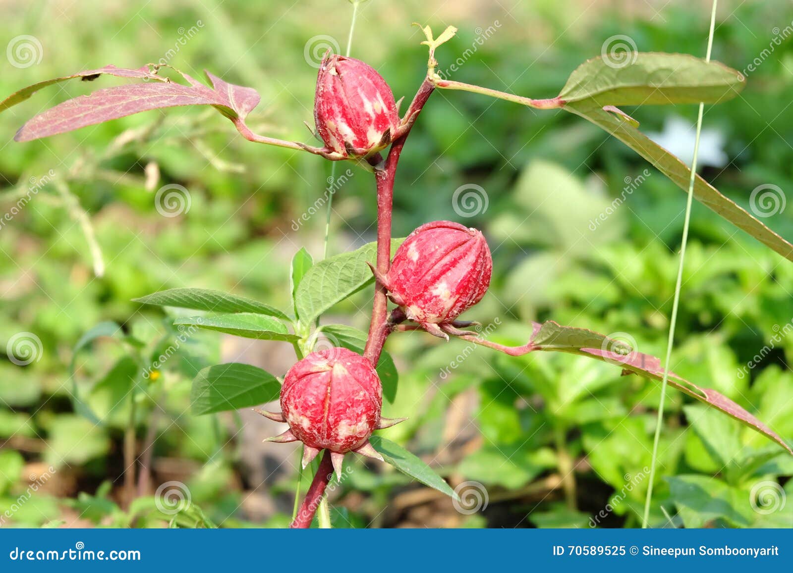 Red Roselle stock image. Image of roselle, background - 70589525