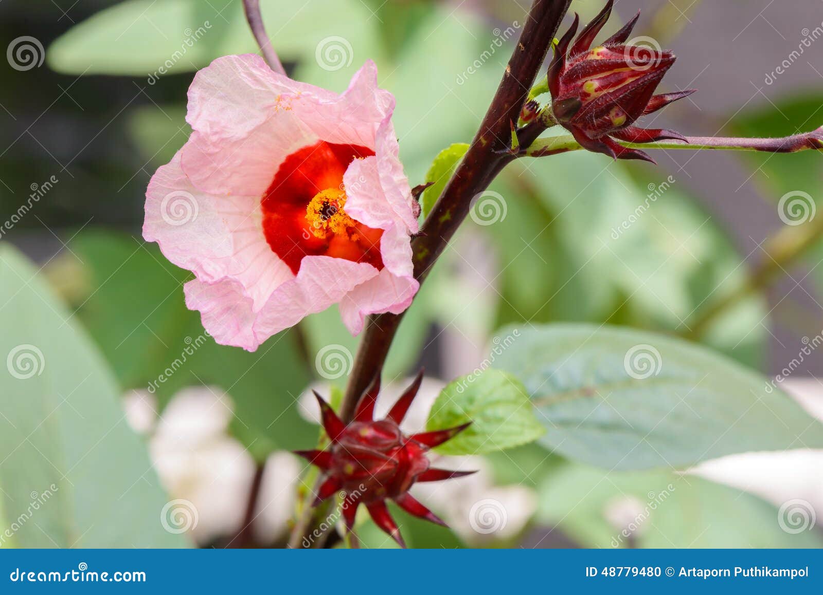 Red roselle flower stock photo. Image of herb, juice - 48779480