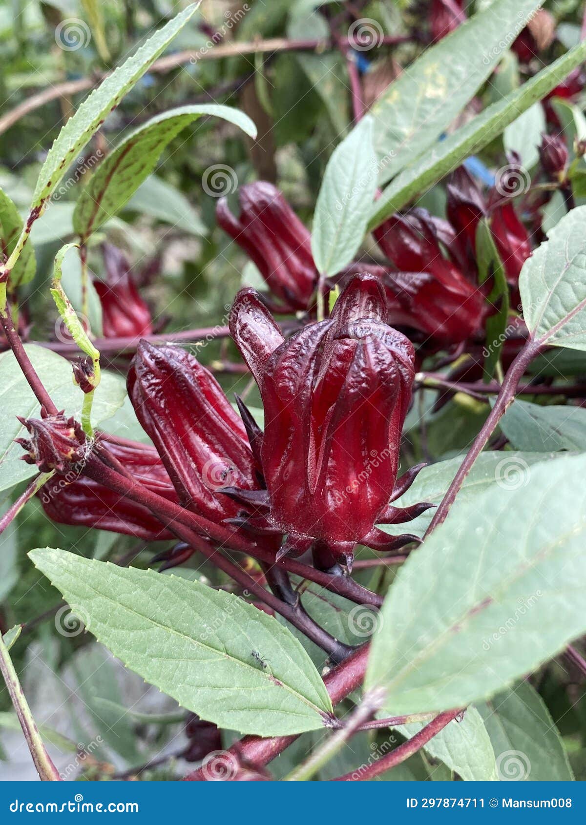 Red Roselle Flower of the Plant in the Garden Stock Image - Image of ...