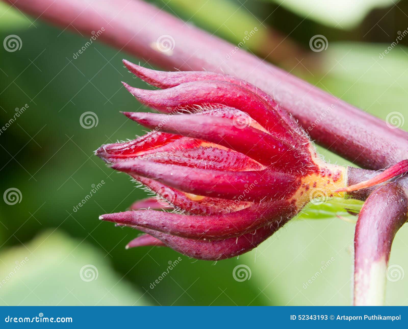 Red roselle fruit stock image. Image of plant, sorrel - 52343193