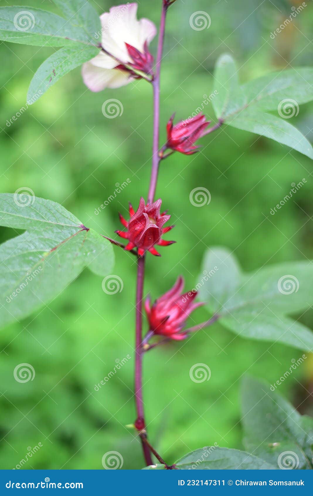 Red Roselle on Trees in Nature Stock Image - Image of green, health ...