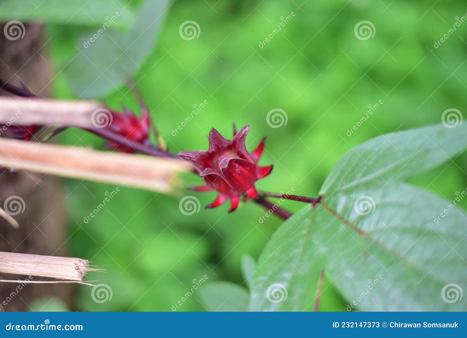 Red Roselle on Trees in Nature Stock Image - Image of color, herb ...