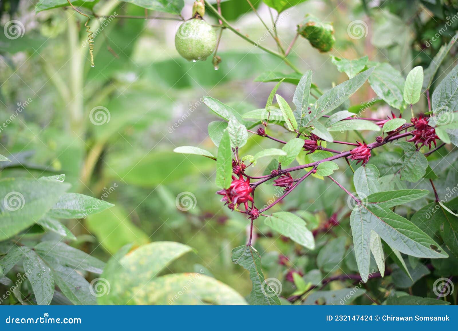 Red Roselle on Trees in Nature Stock Photo - Image of fruit, beauty ...