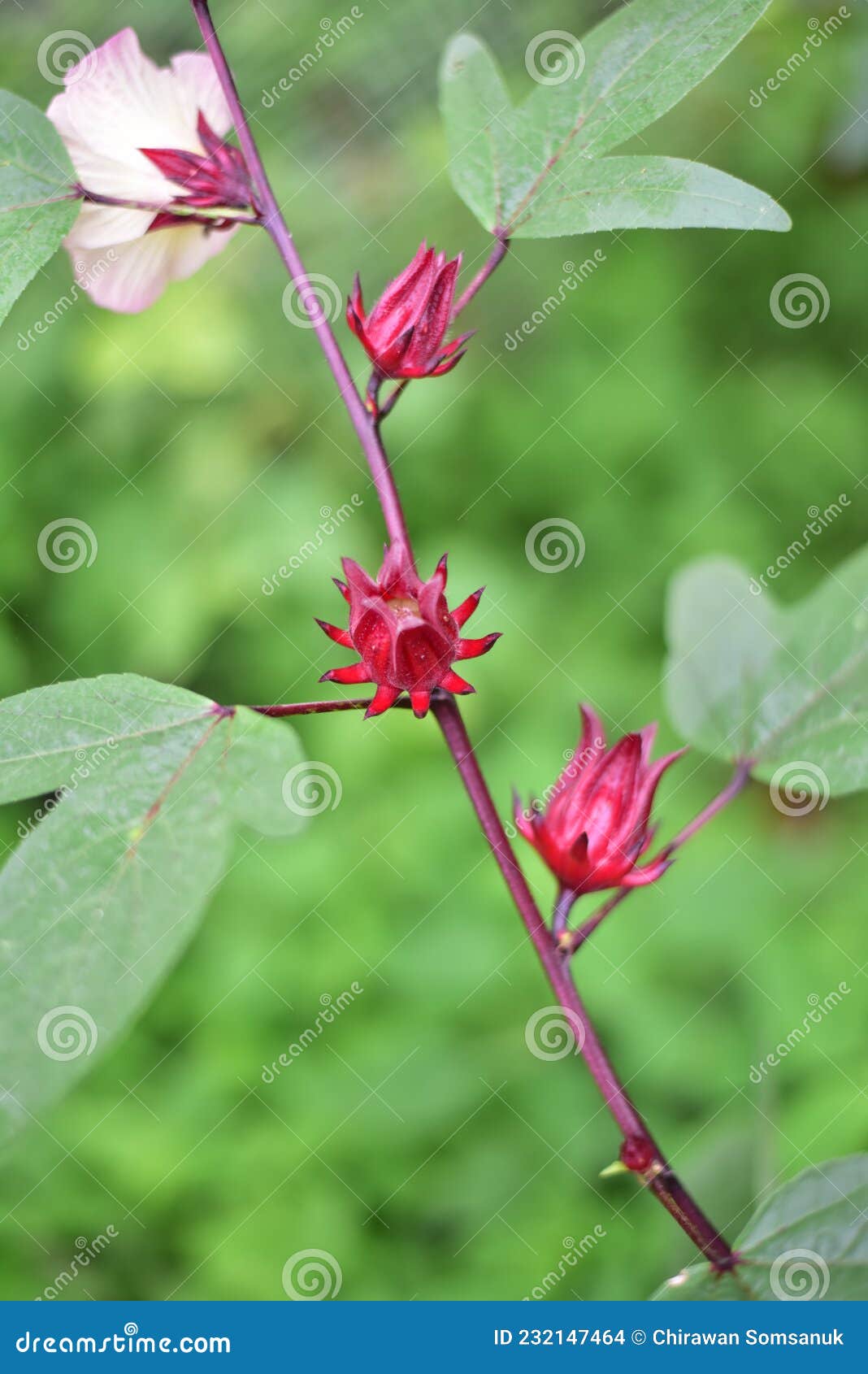 Red Roselle on Trees in Nature Stock Photo - Image of herb, food: 232147464