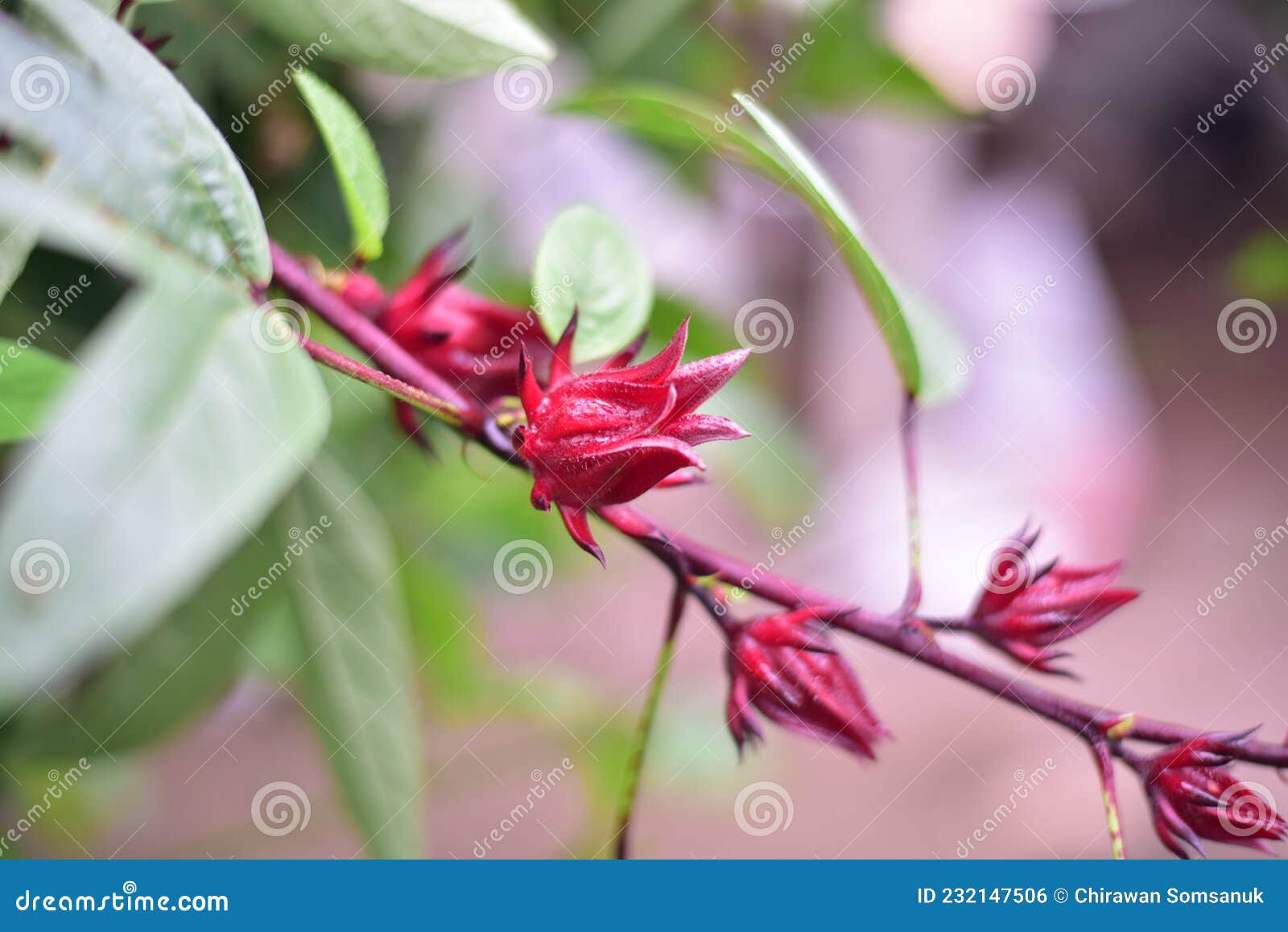 Red Roselle on Trees in Nature Stock Photo - Image of nature, bloom ...