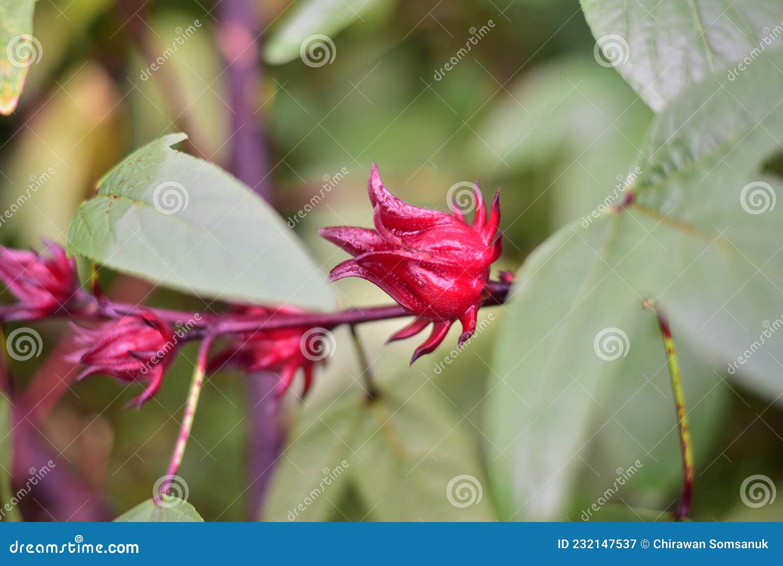 Red Roselle on Trees in Nature Stock Image - Image of flavor, healthy ...