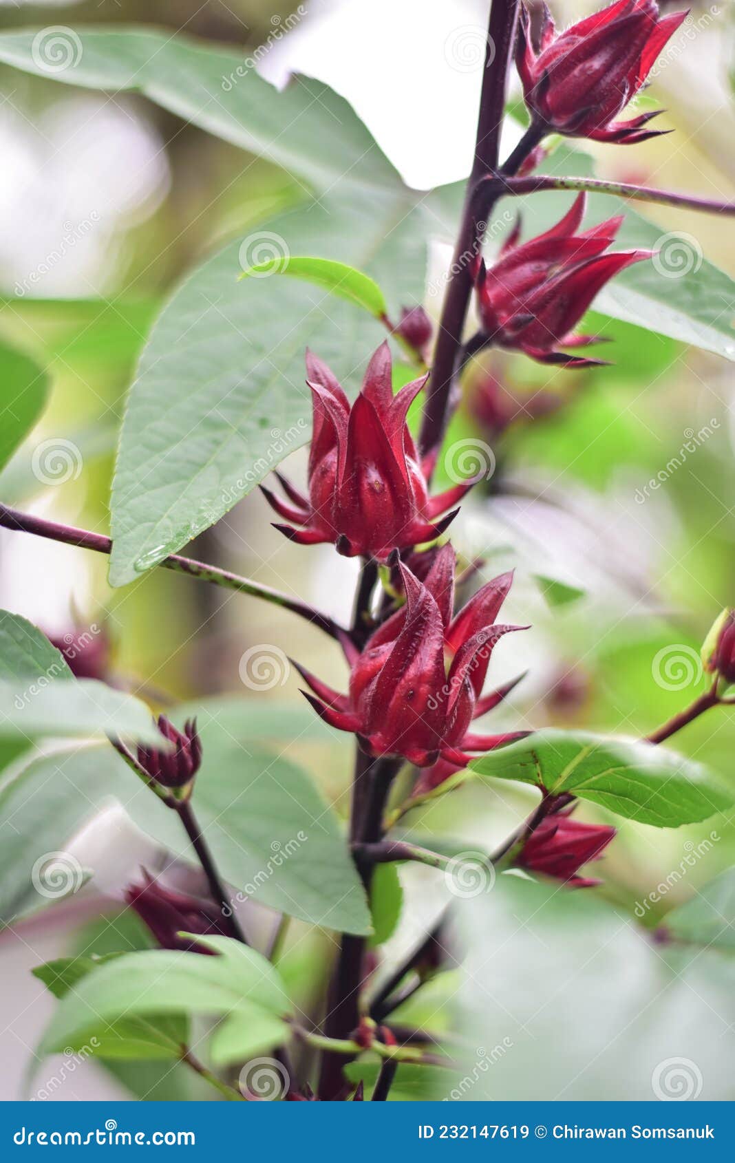 Red Roselle on Trees in Nature Stock Image - Image of food, garden ...