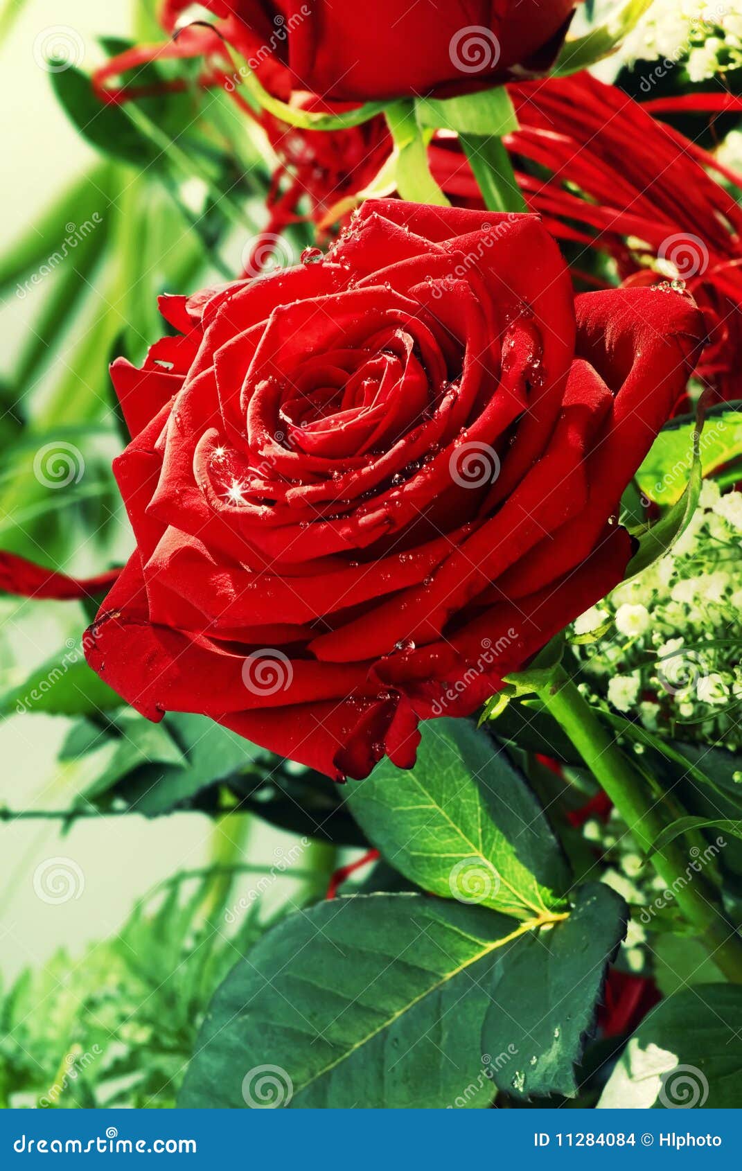 Red Roses stock photo. Image of flower, friendship, atmosphere - 11284084