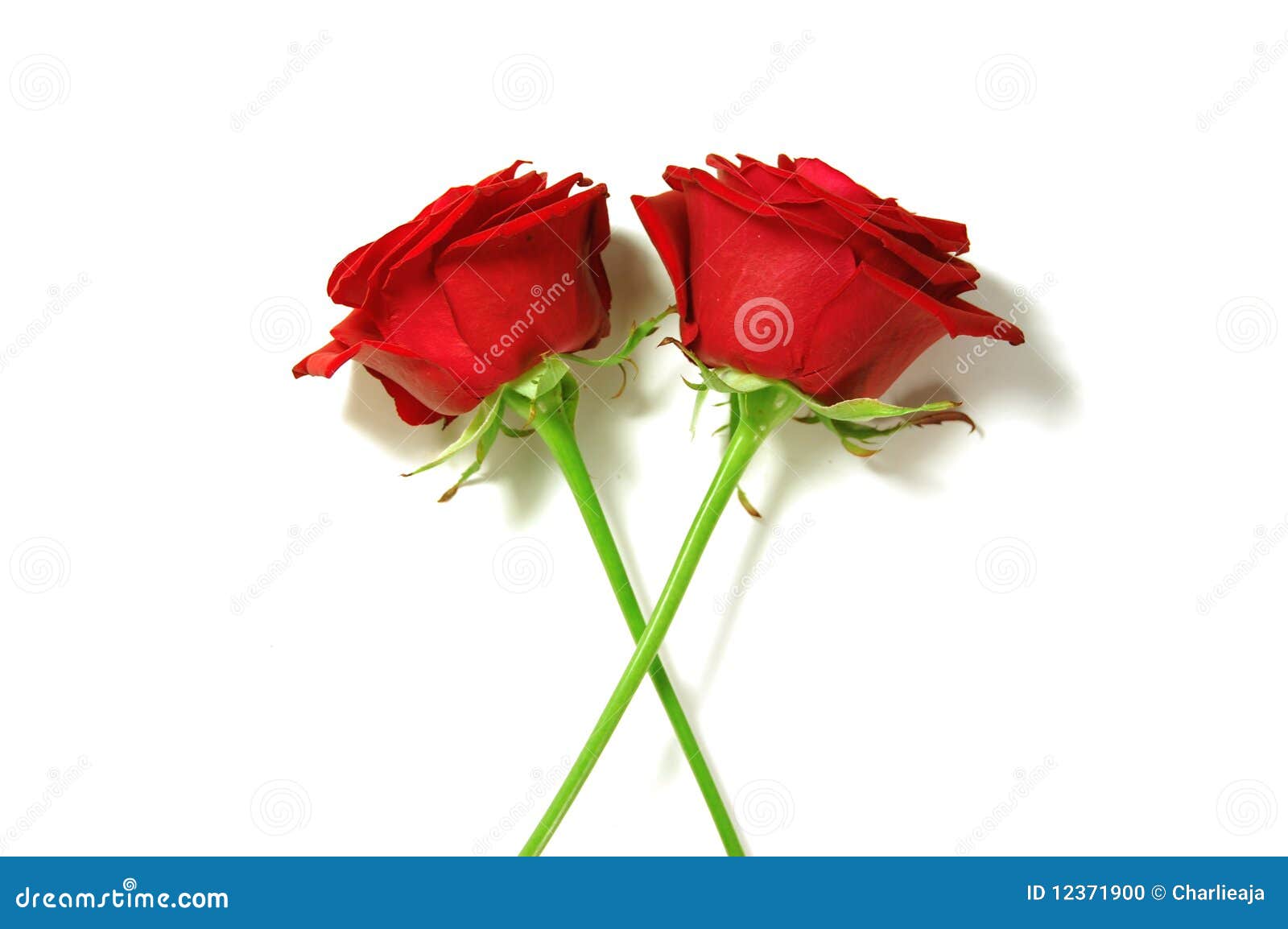 Red roses stock photo. Image of romance, beauty, gift - 12371900
