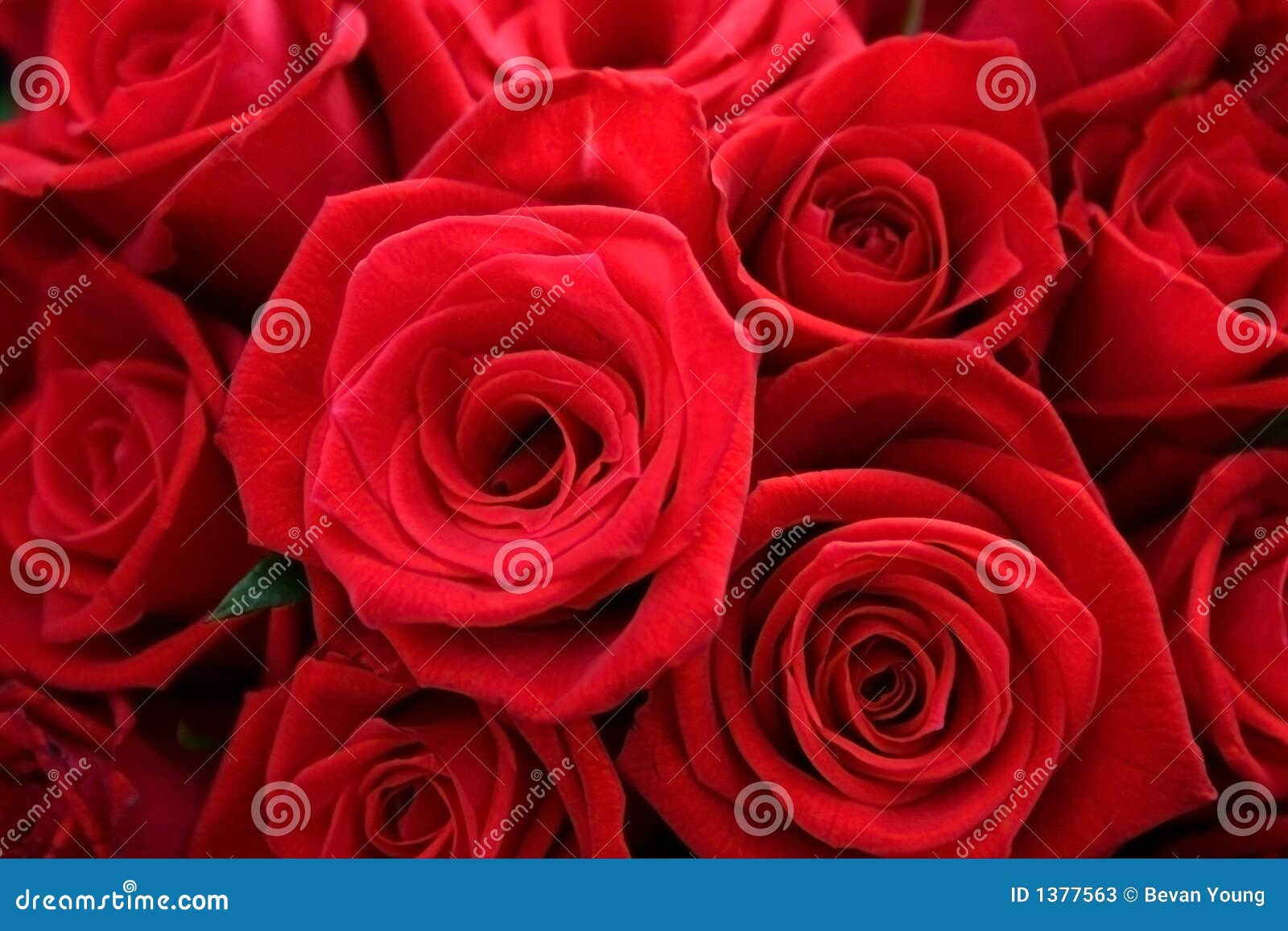 Red Rose Wallpaper For Facebook Cover