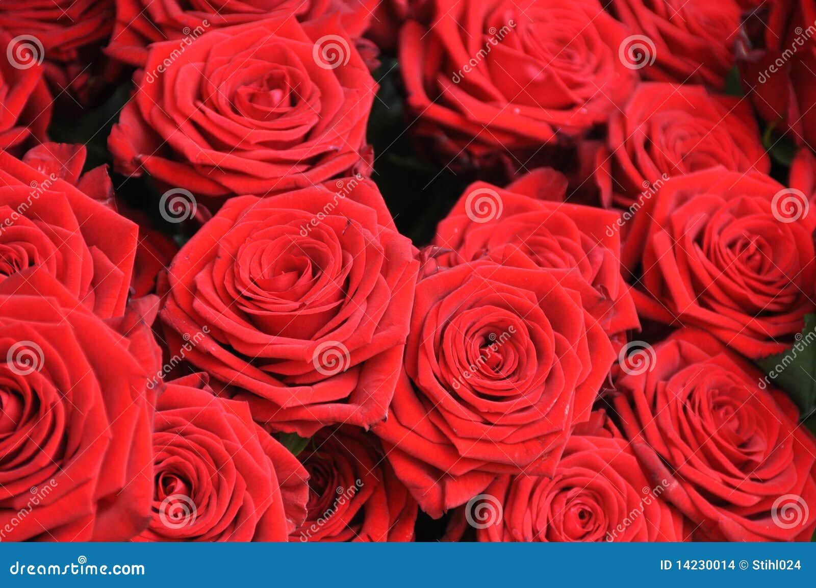 Red roses stock photo. Image of bunches, gift, exquisite - 14230014