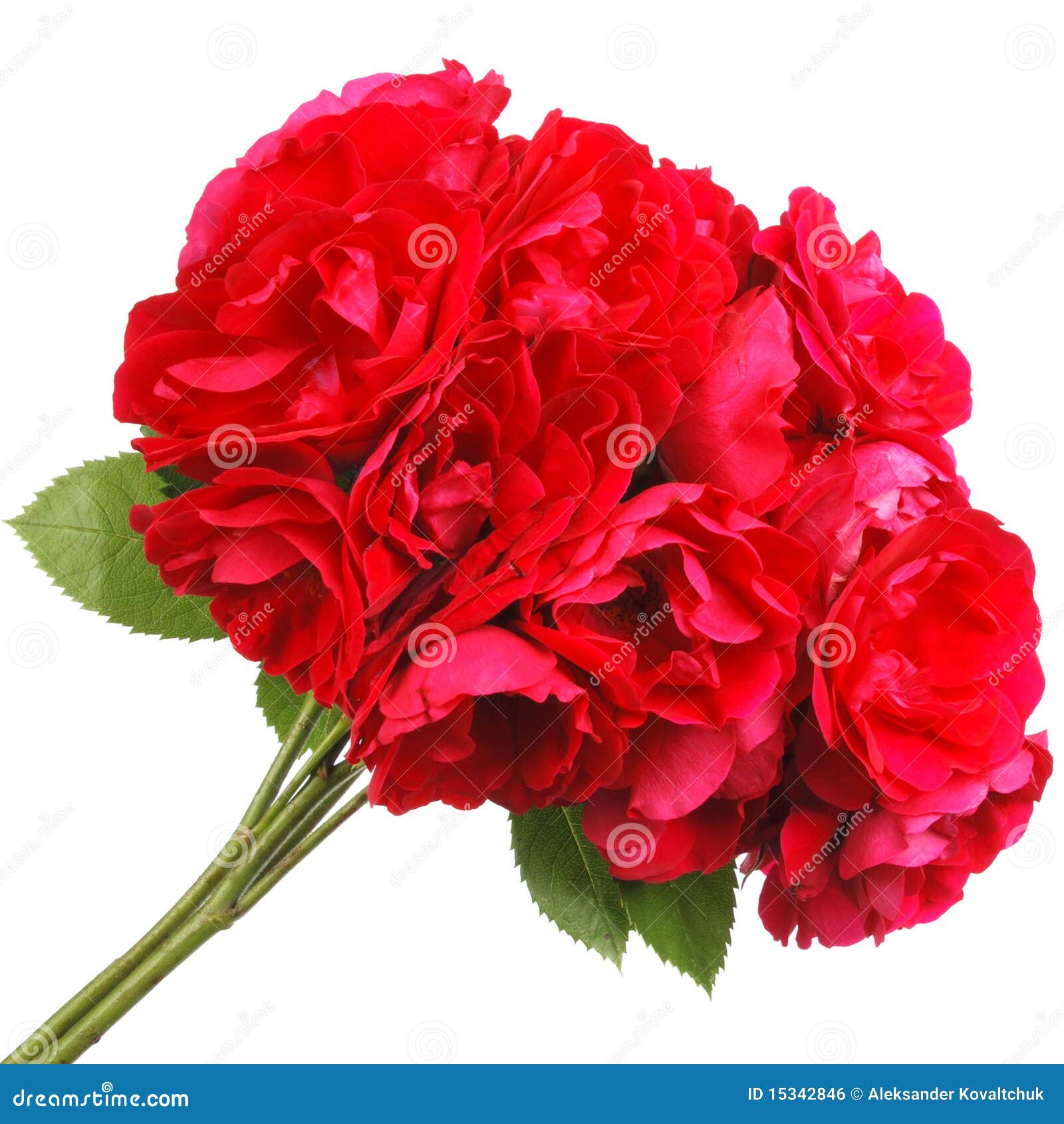 Red roses stock photo. Image of studio, romance, objects - 15342846