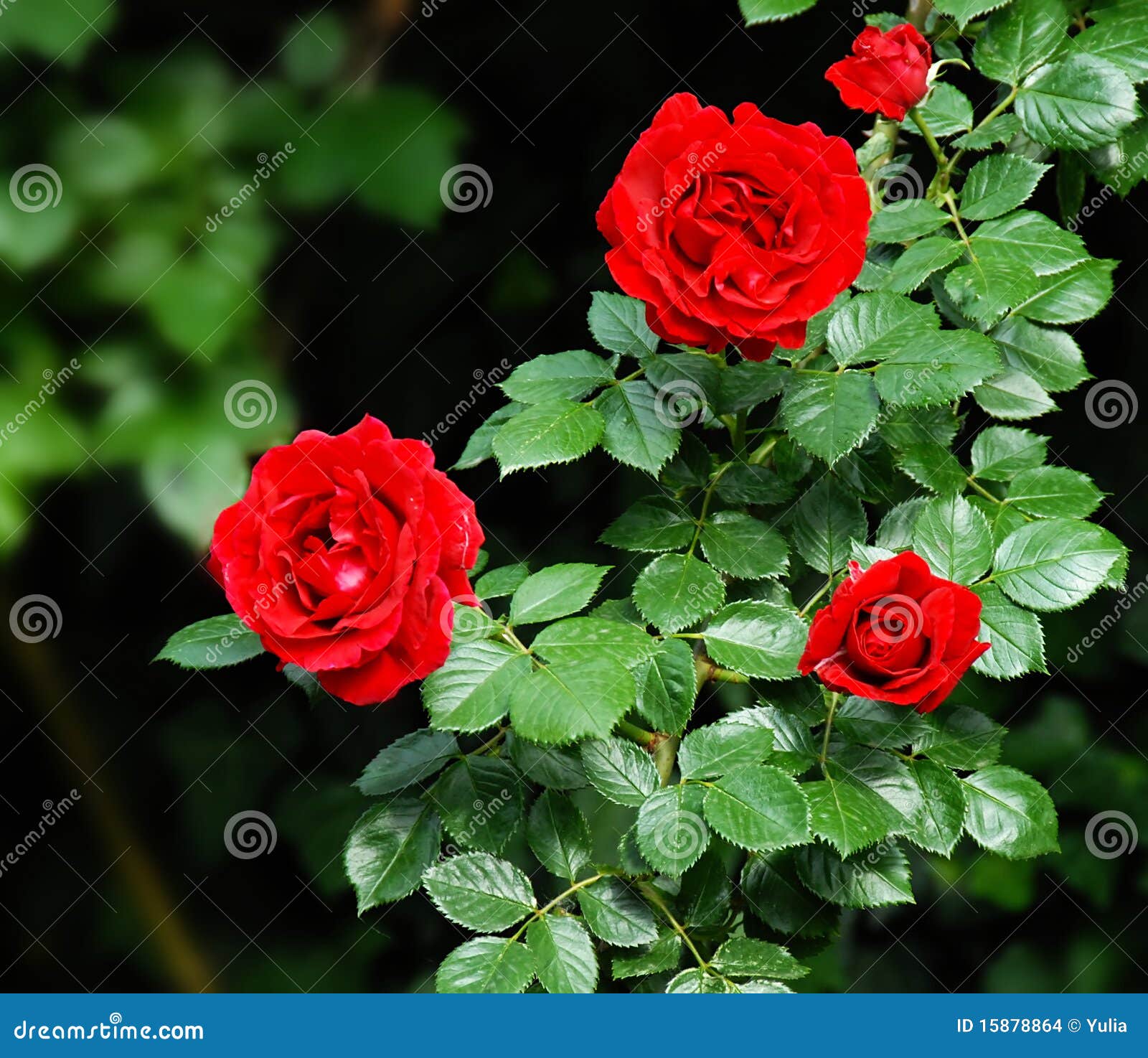 Red roses stock photo. Image of black, dark, plant, flower - 15878864
