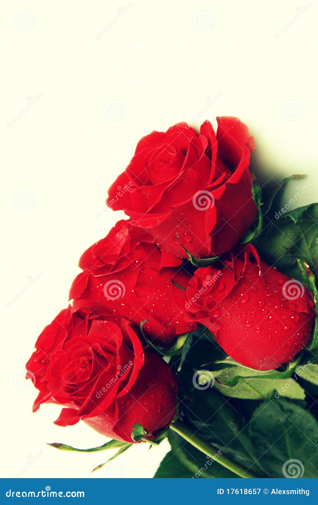 Red roses stock image. Image of gift, rose, copy, celebration - 17618657