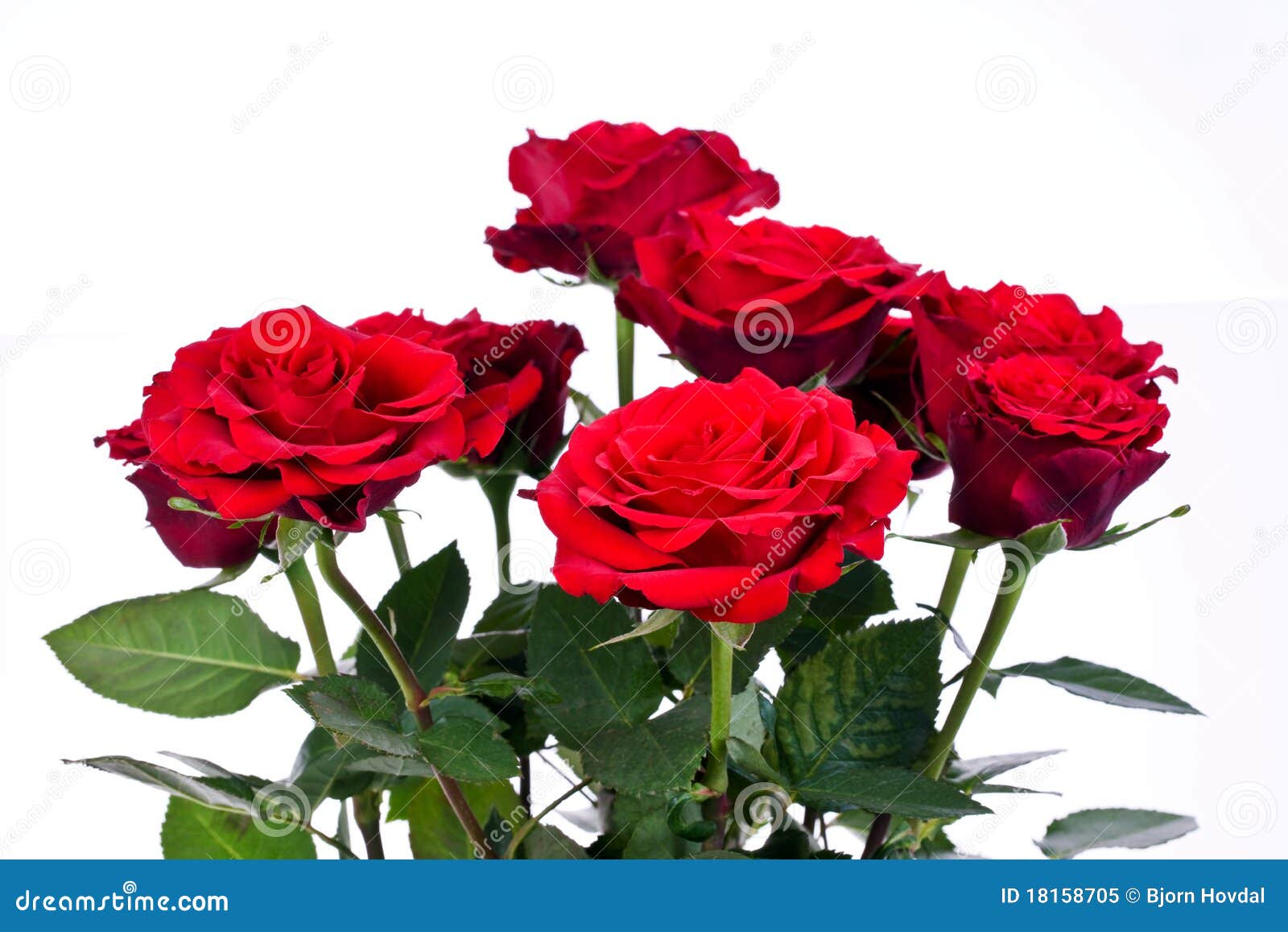 Red roses stock image. Image of isolation, decorative - 18158705