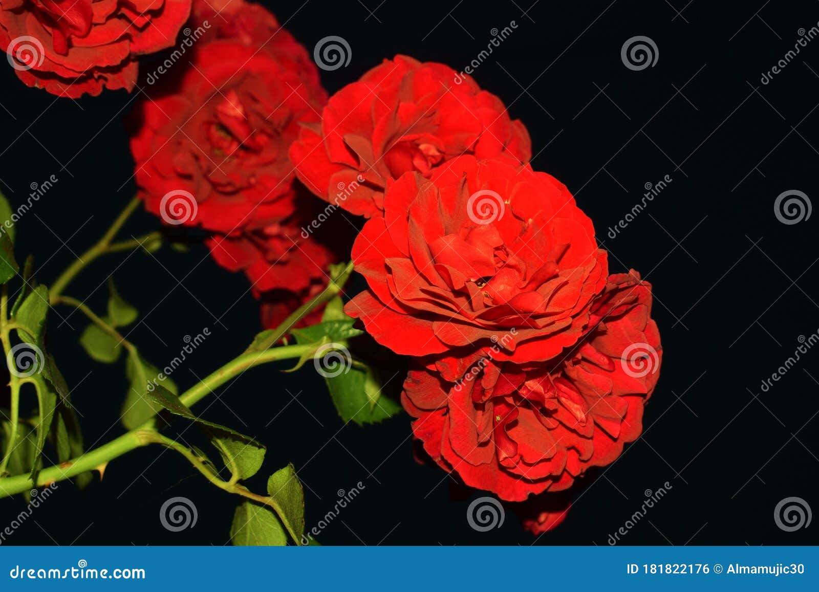 Red Roses - Queens of the Night Stock Photo - Image of devotion, roses ...