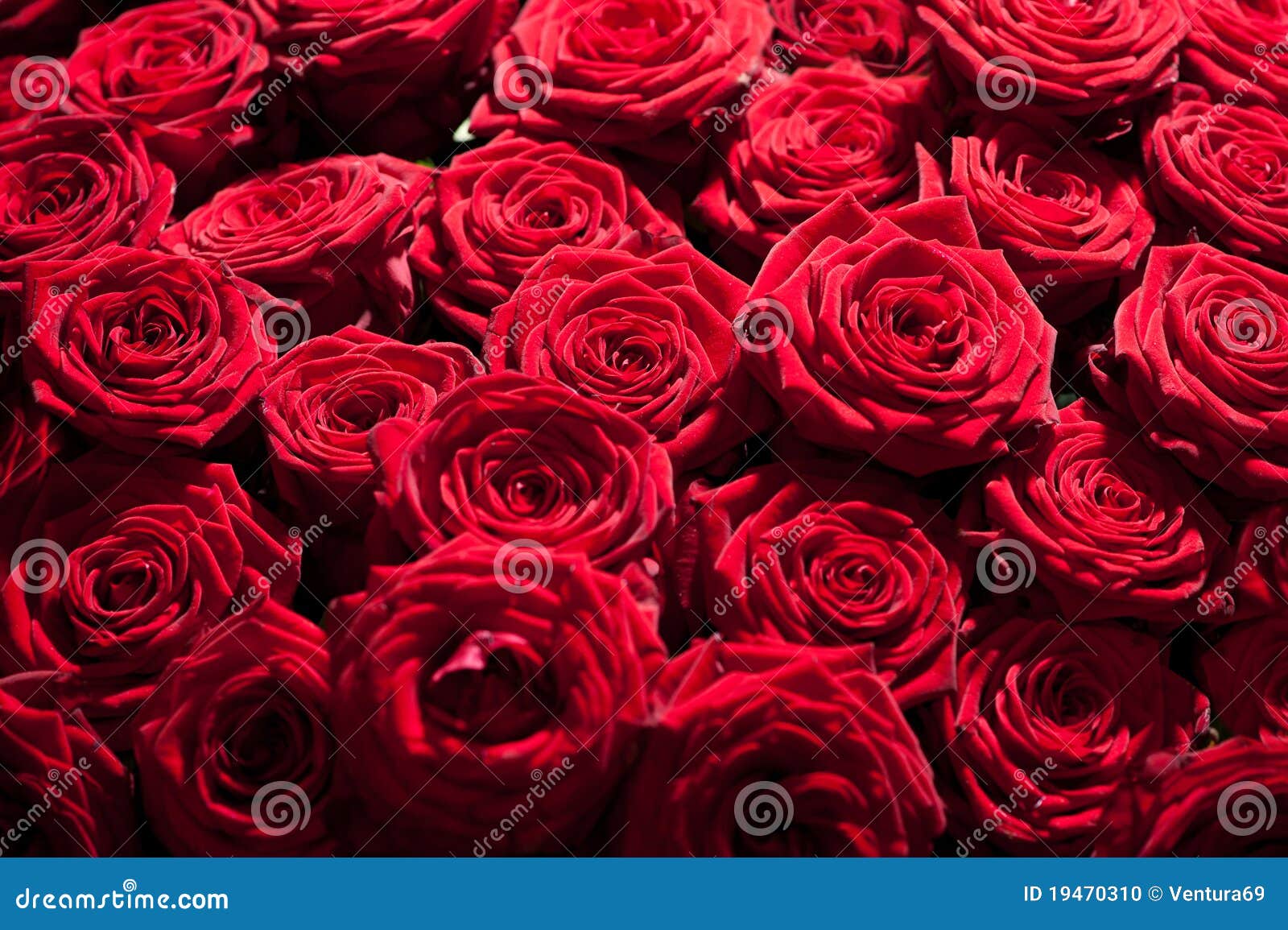 Red roses stock photo. Image of beatiful, fragrance, fresh - 19470310