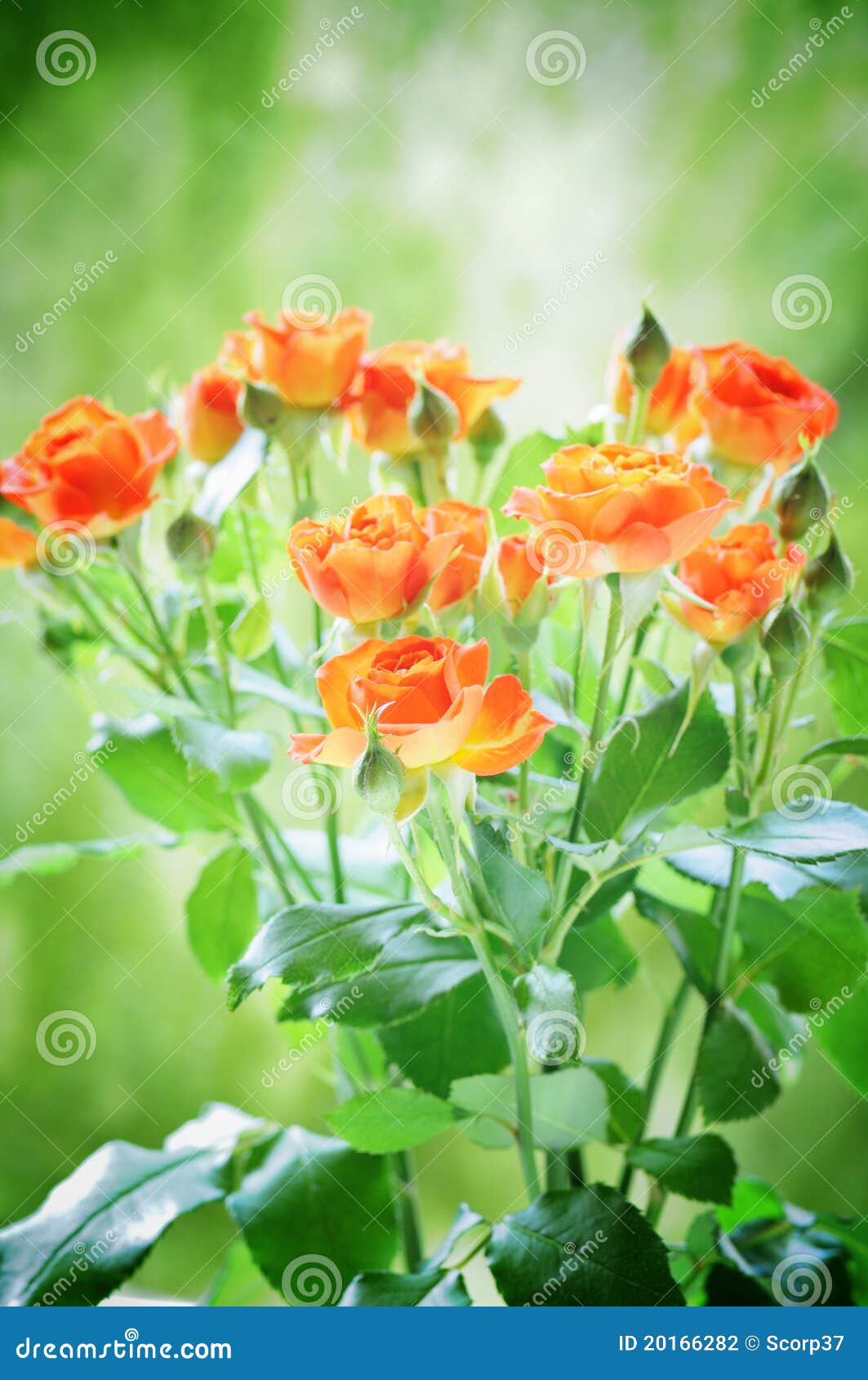 Red roses stock photo. Image of bouquet, rose, sprout - 20166282