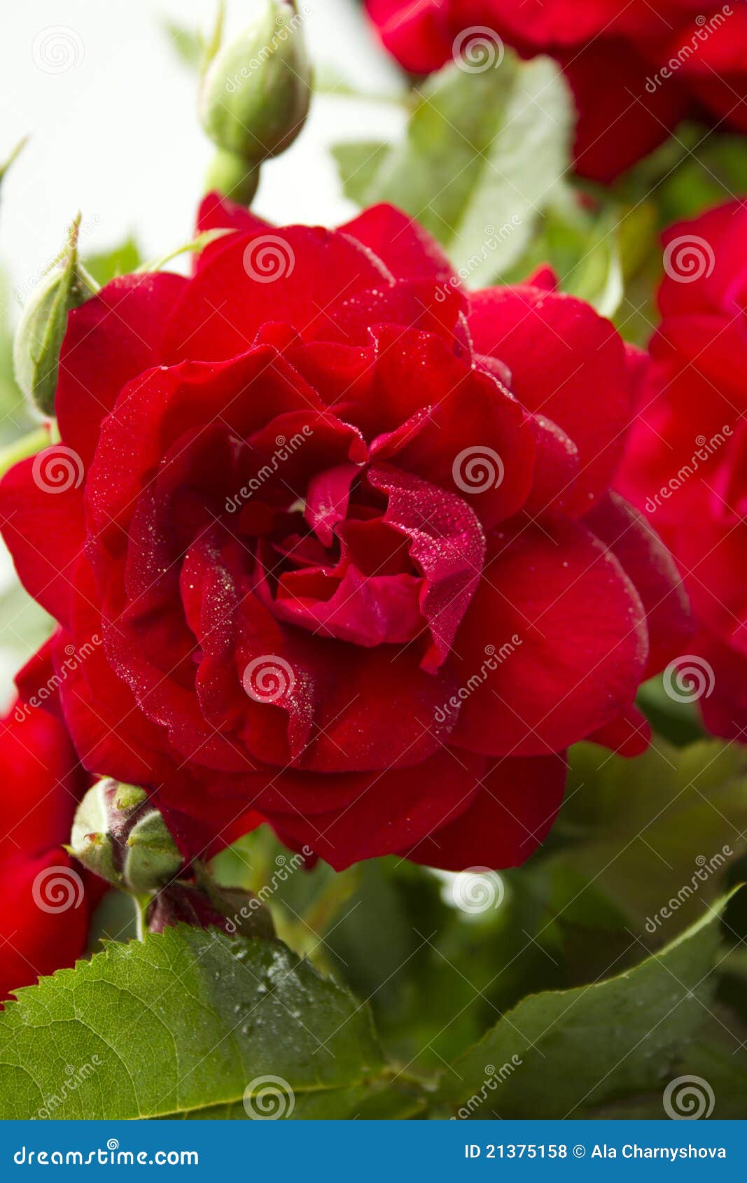 Red Roses stock photo. Image of flower, group, garden - 21375158