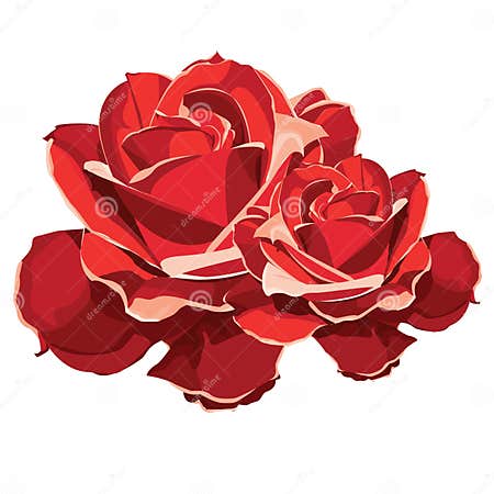 Red Roses stock vector. Illustration of flora, close, plant - 2176978