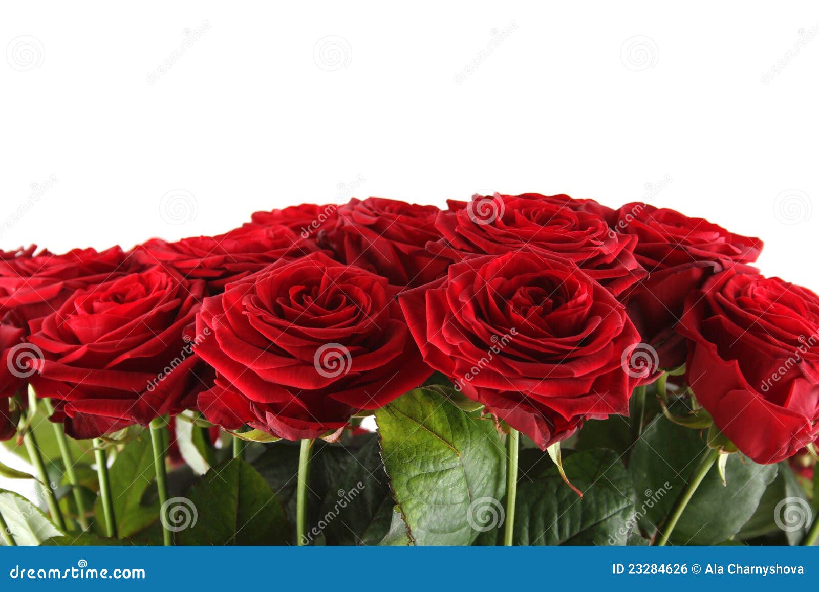 Red roses stock photo. Image of blooming, bunch, floral - 23284626