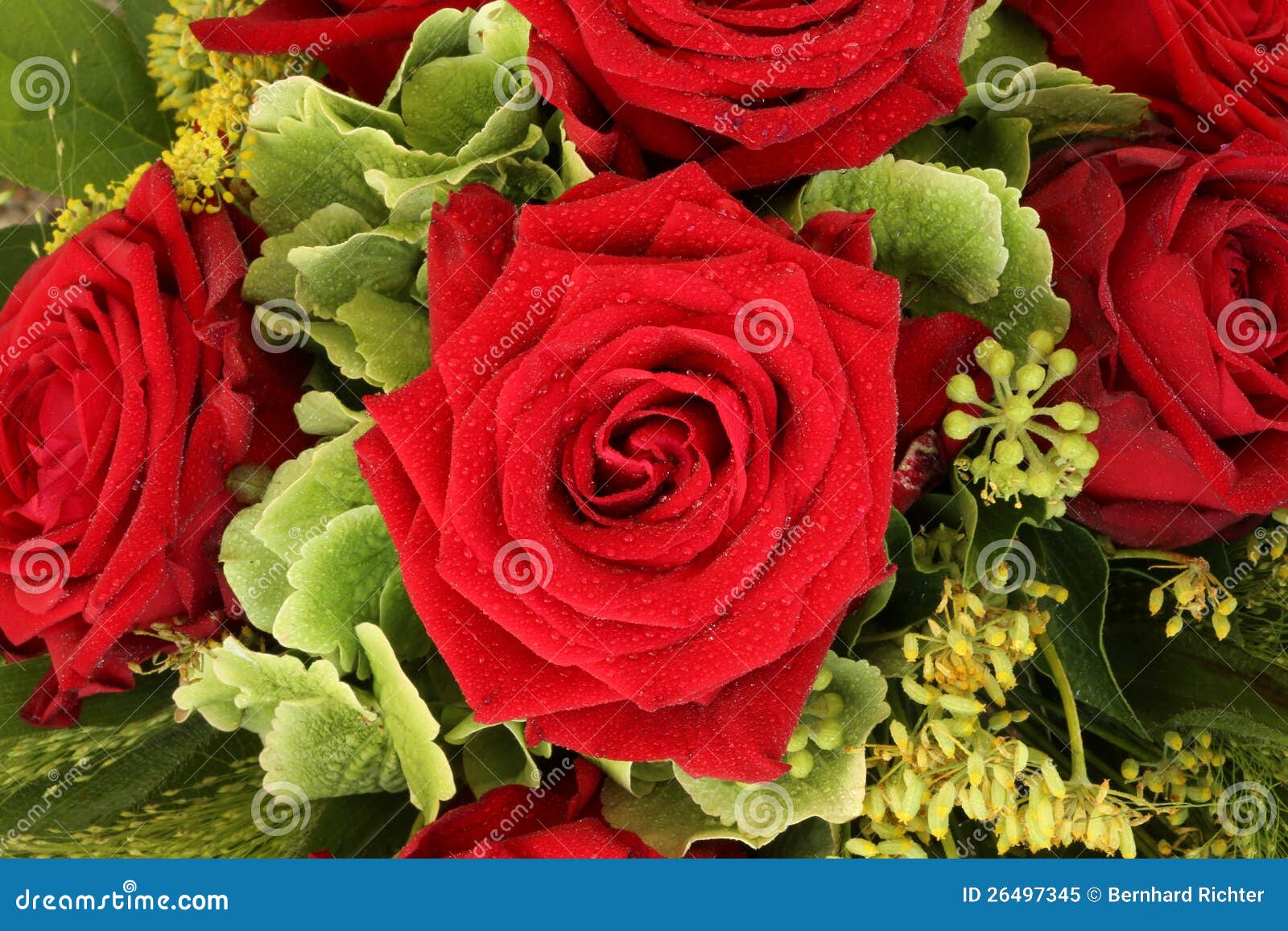 Red Roses stock image. Image of fresh, amorous, flower - 26497345