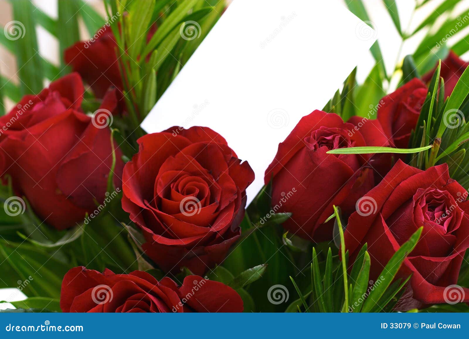 Red roses 3 stock image. Image of valentine, sweetheart - 33079